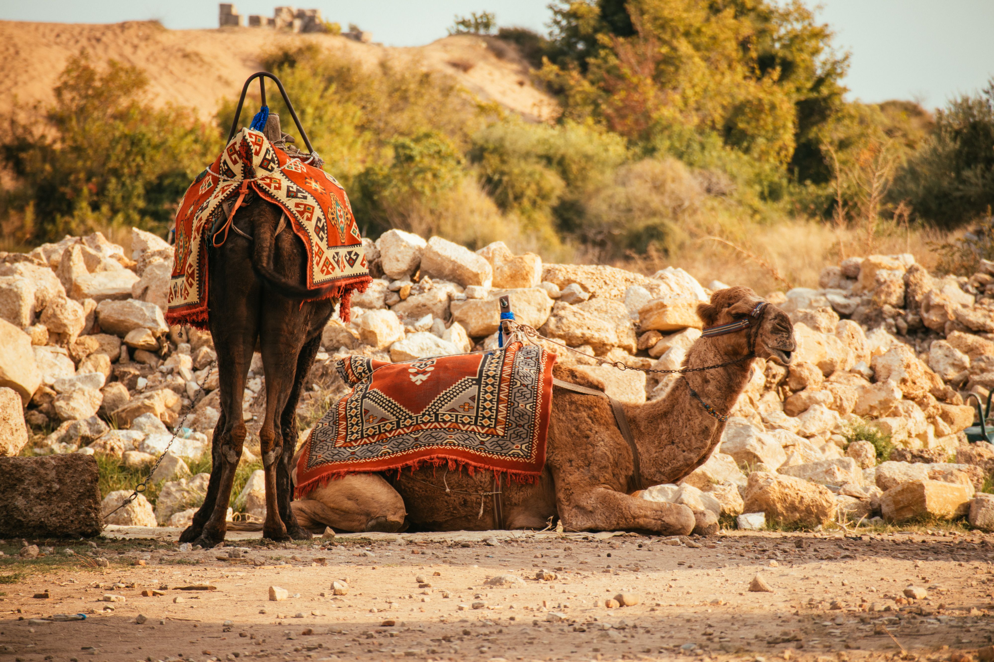 Saddled Camels near a Pile of Stones · Free Stock Photo