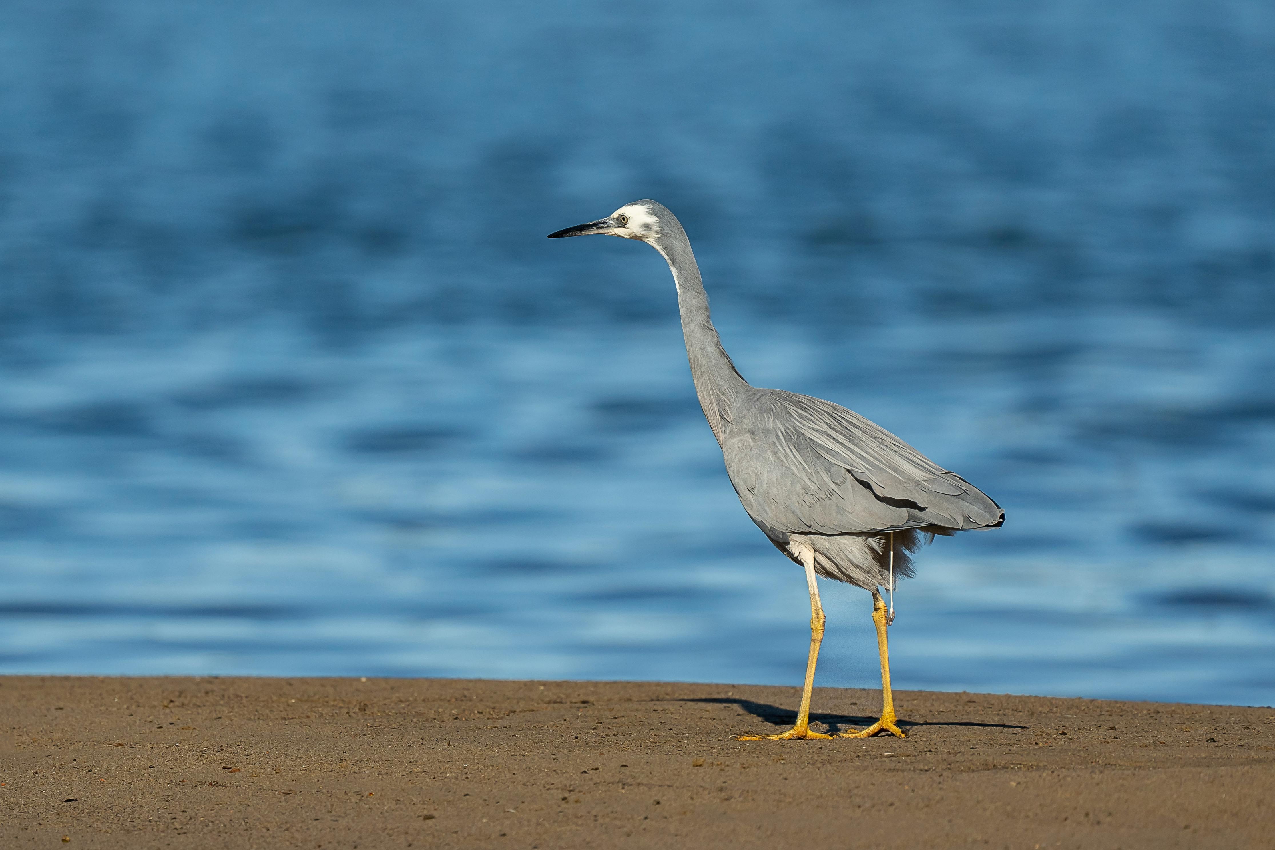 Birds by the Sea · Free Stock Photo