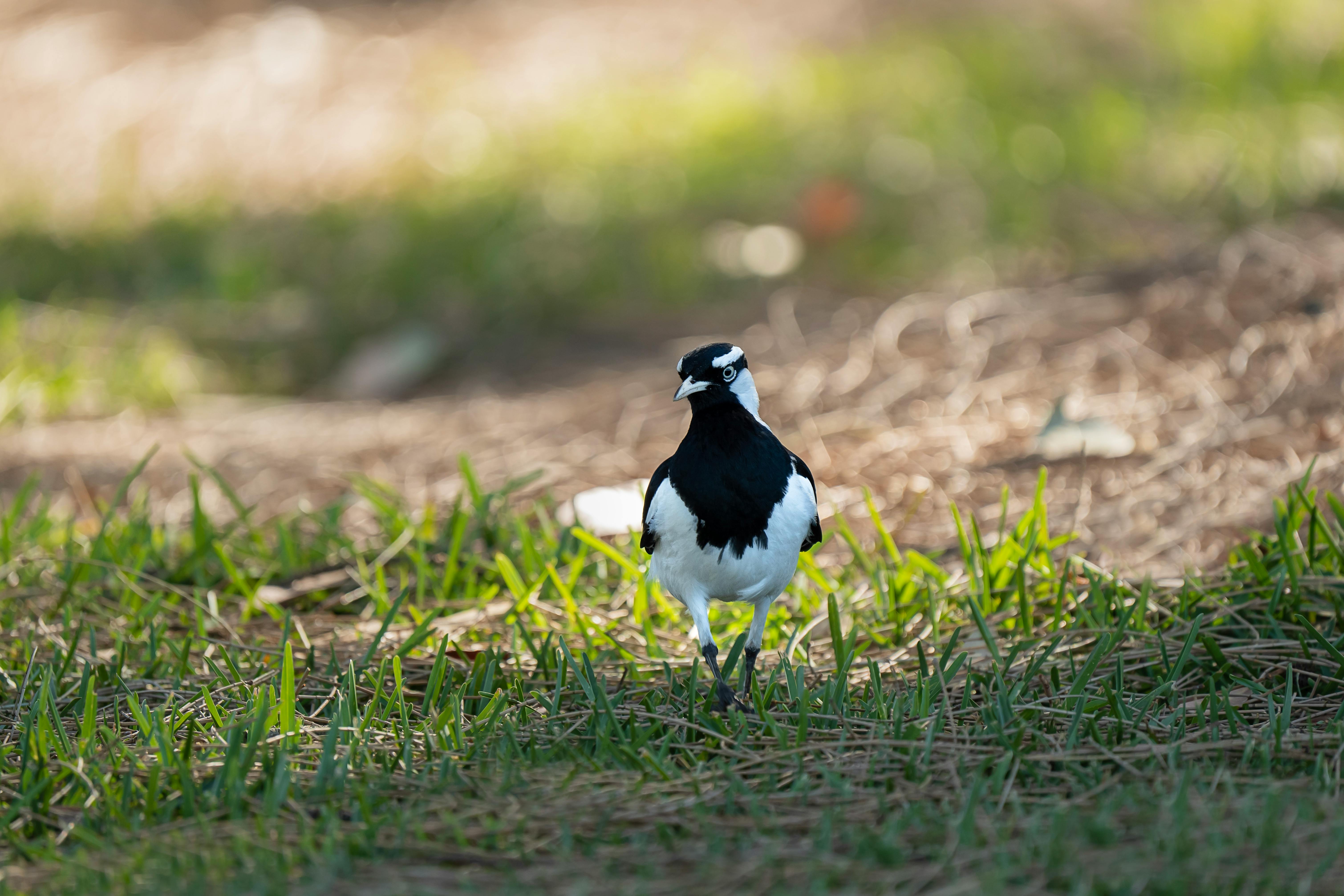 Magpie Bird in a Park · Free Stock Photo