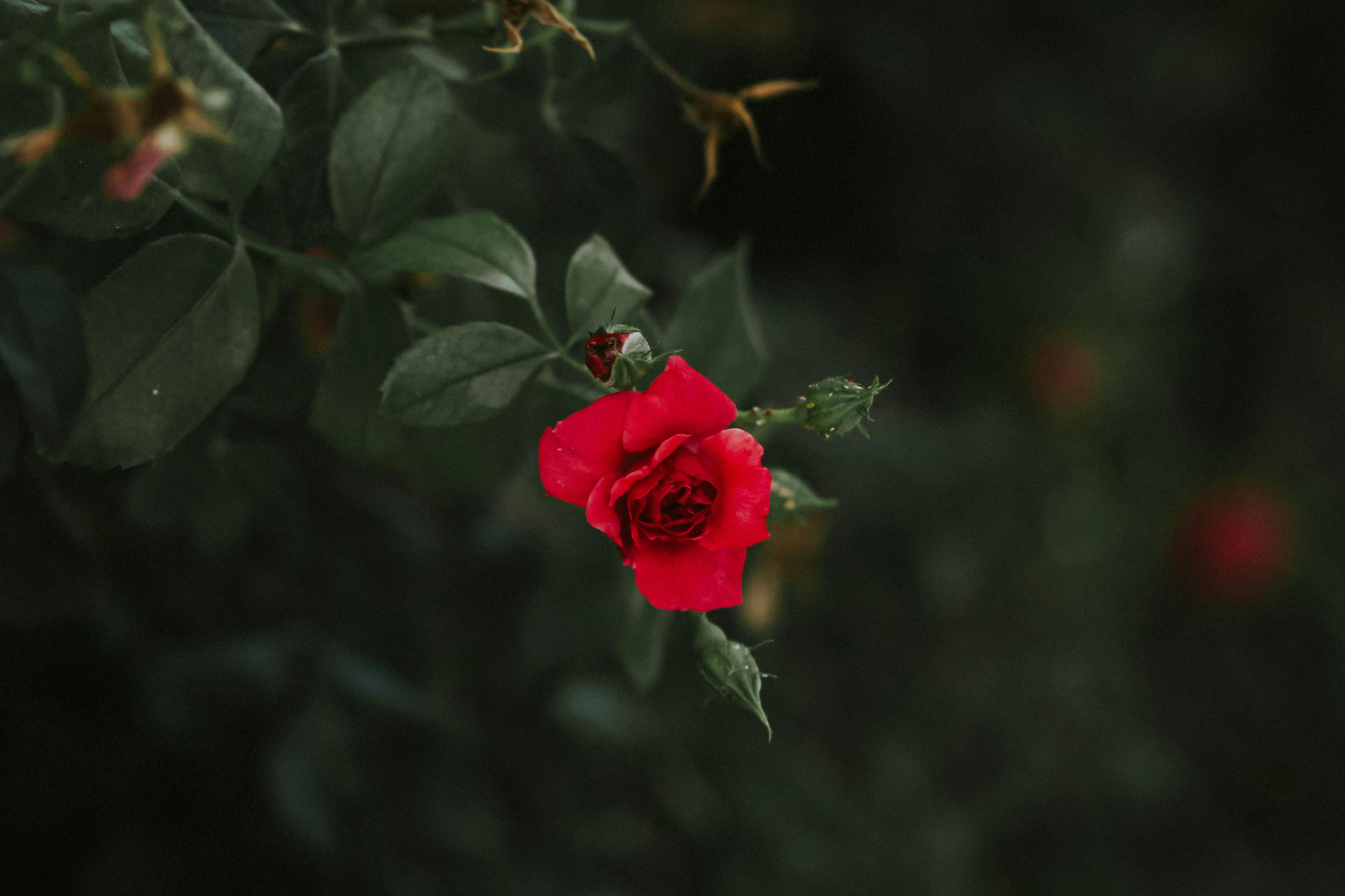 English Garden Photos, Download The BEST Free English Garden Stock ...