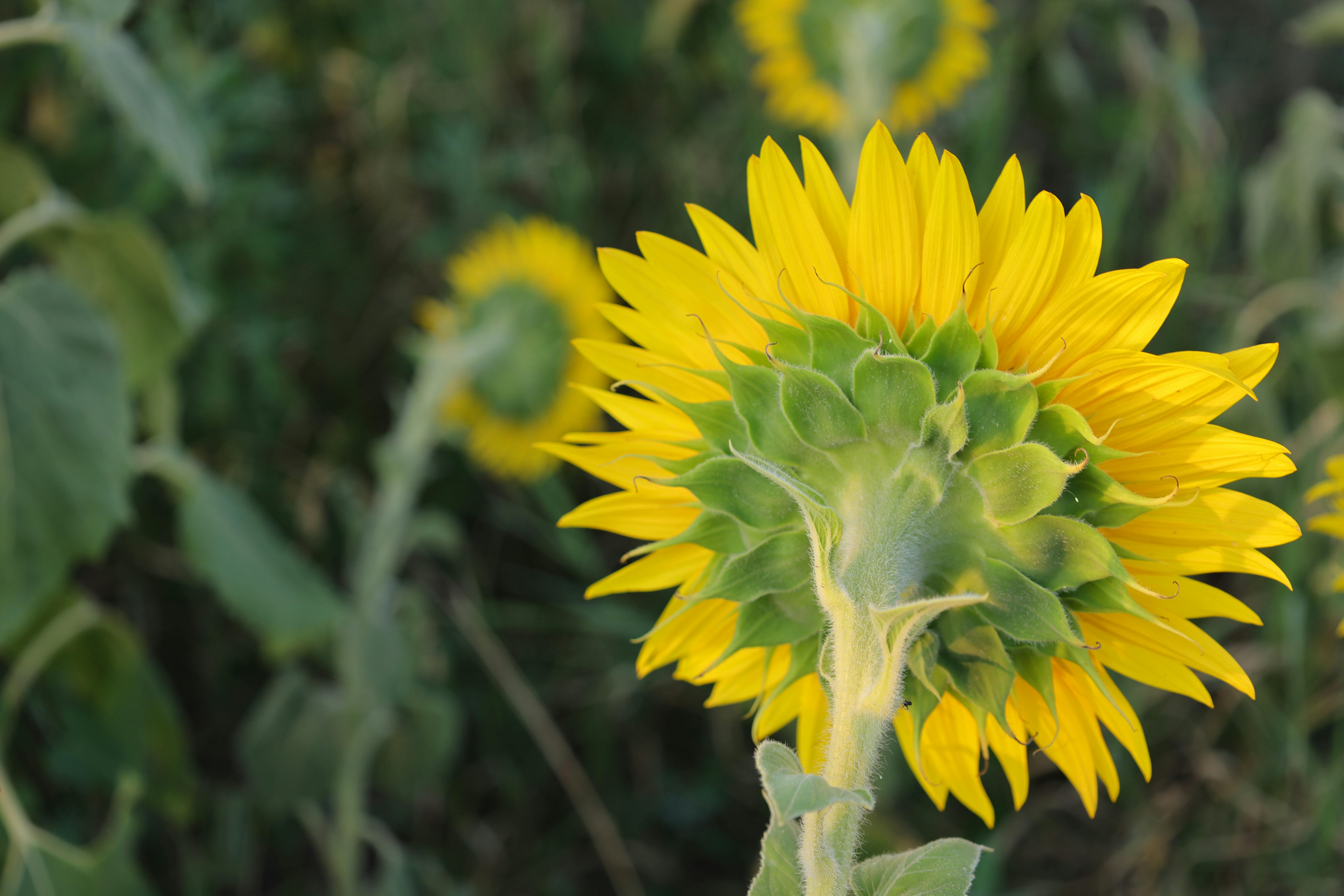 Beauty Of A Flower Photos, Download The BEST Free Beauty Of A Flower ...