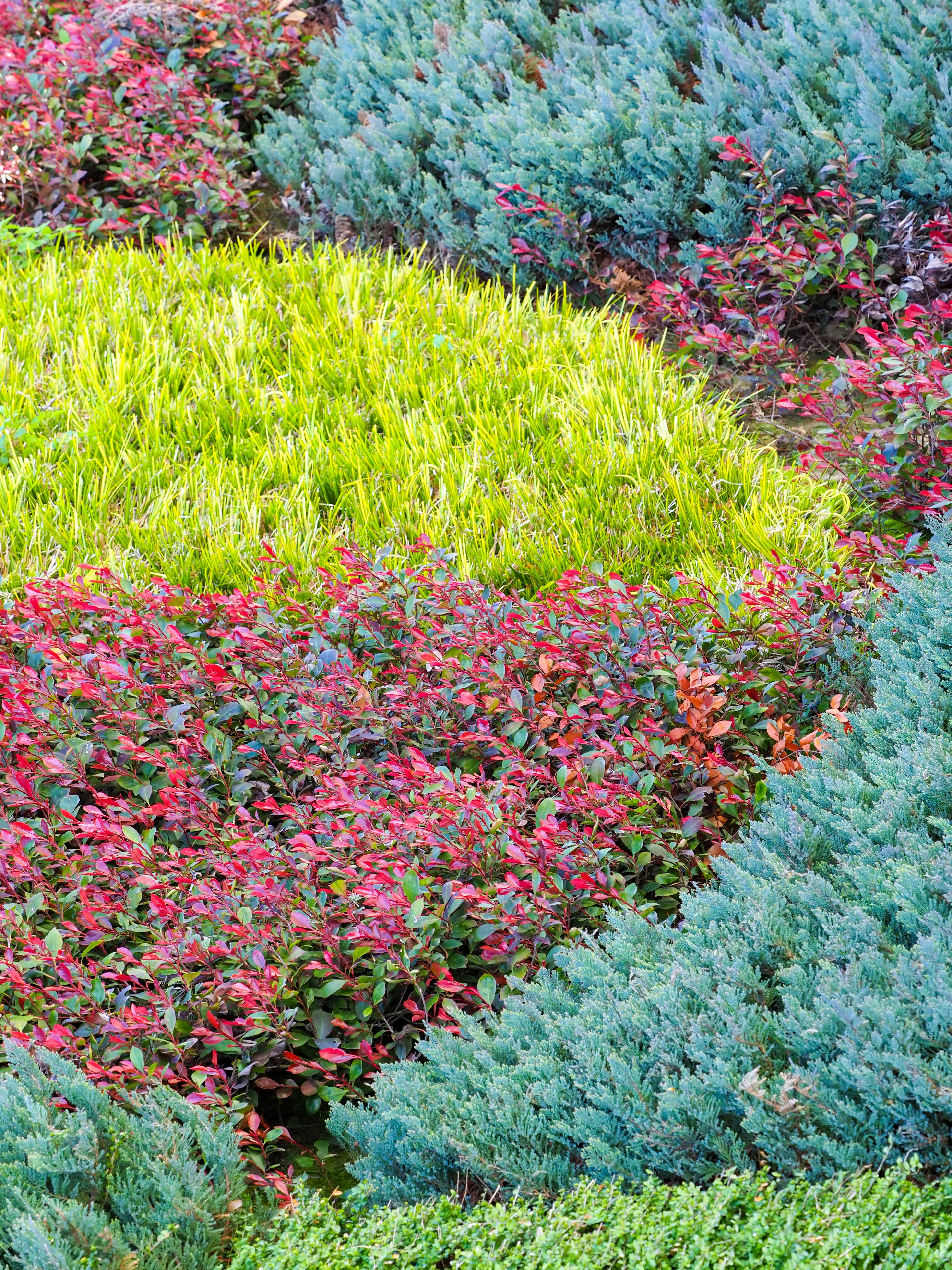 View of Colorful Flowering Shrubs · Free Stock Photo