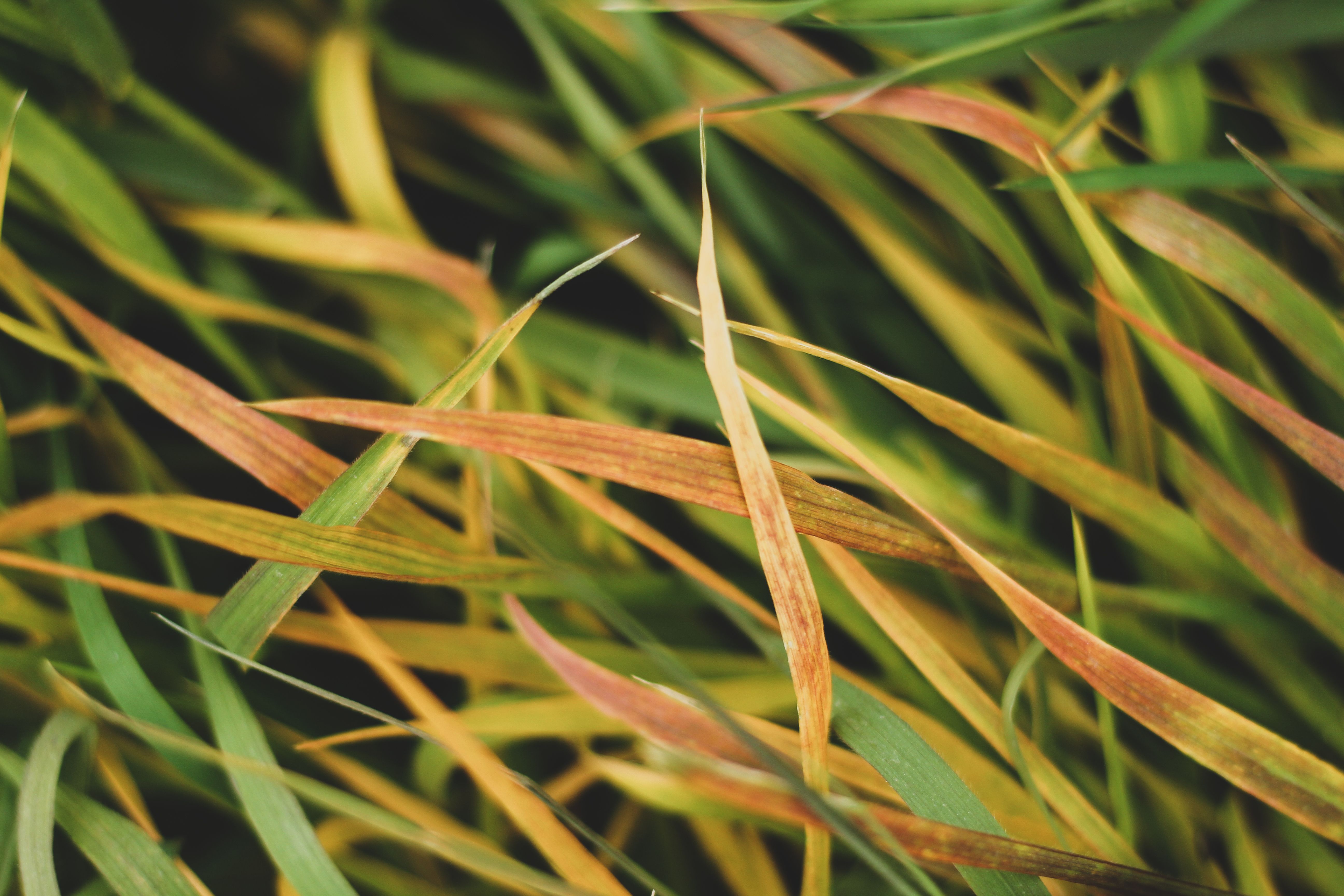 Blades of Grass · Free Stock Photo