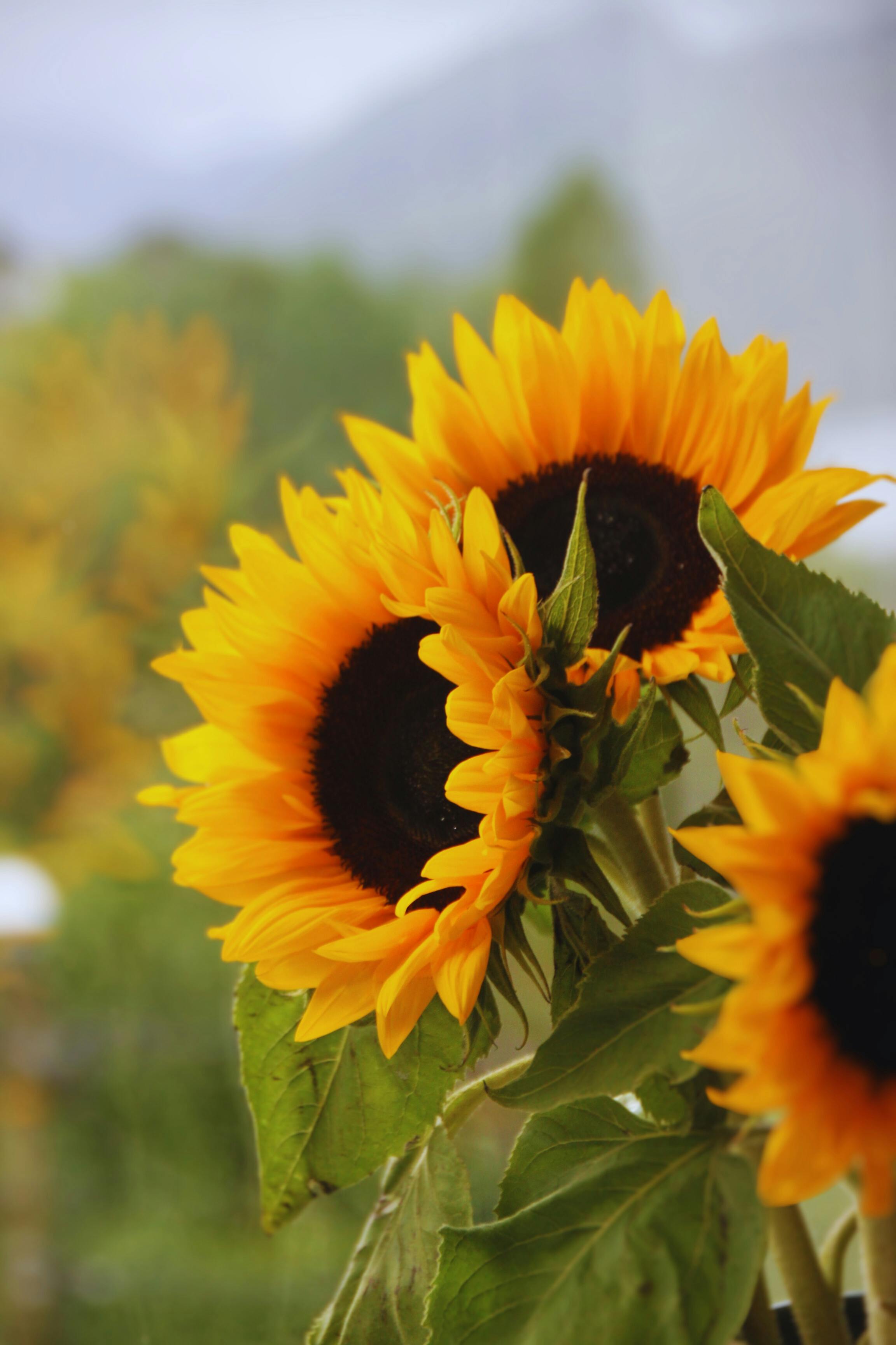Photo of Sunflower · Free Stock Photo