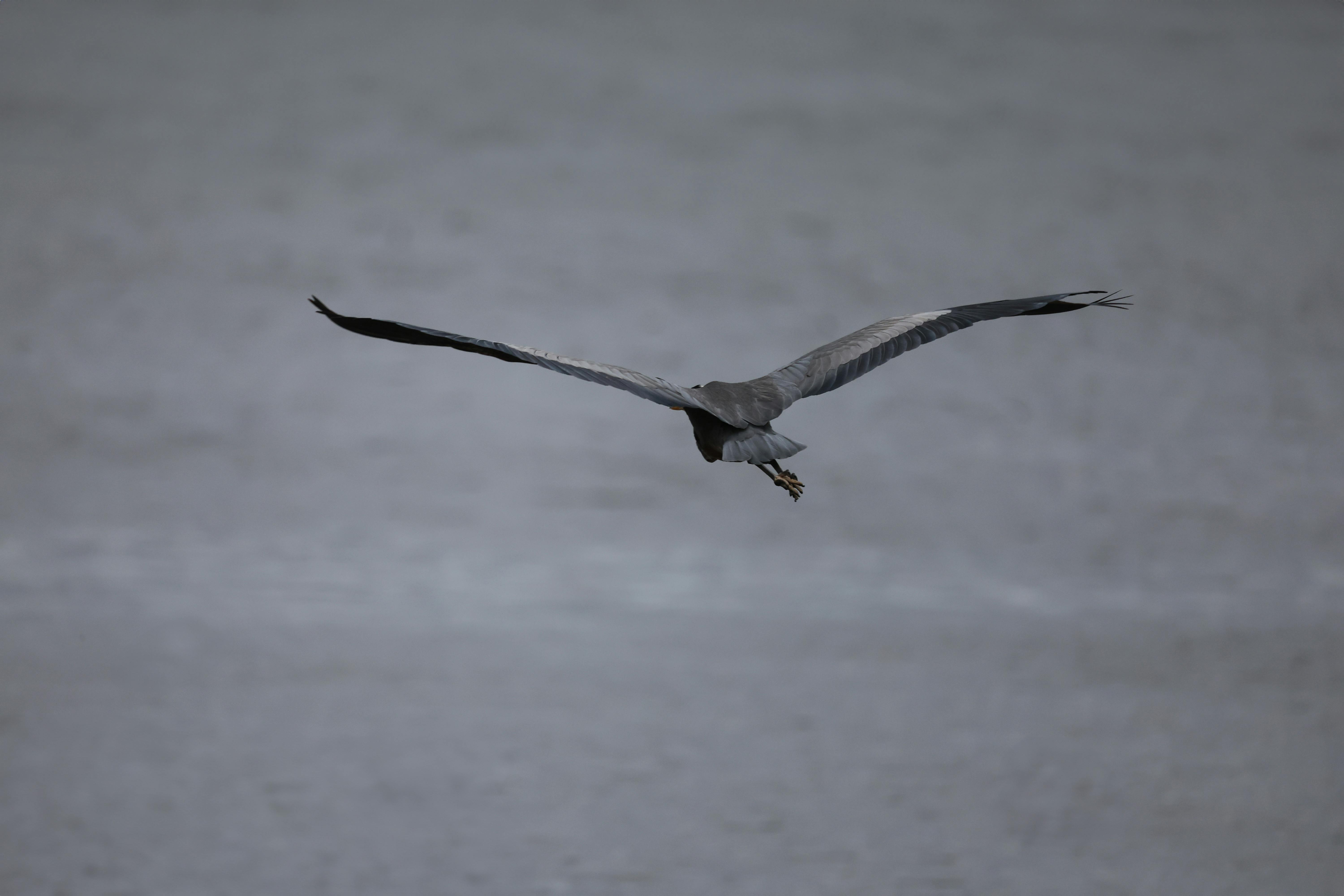 Back View of Flying Bird · Free Stock Photo