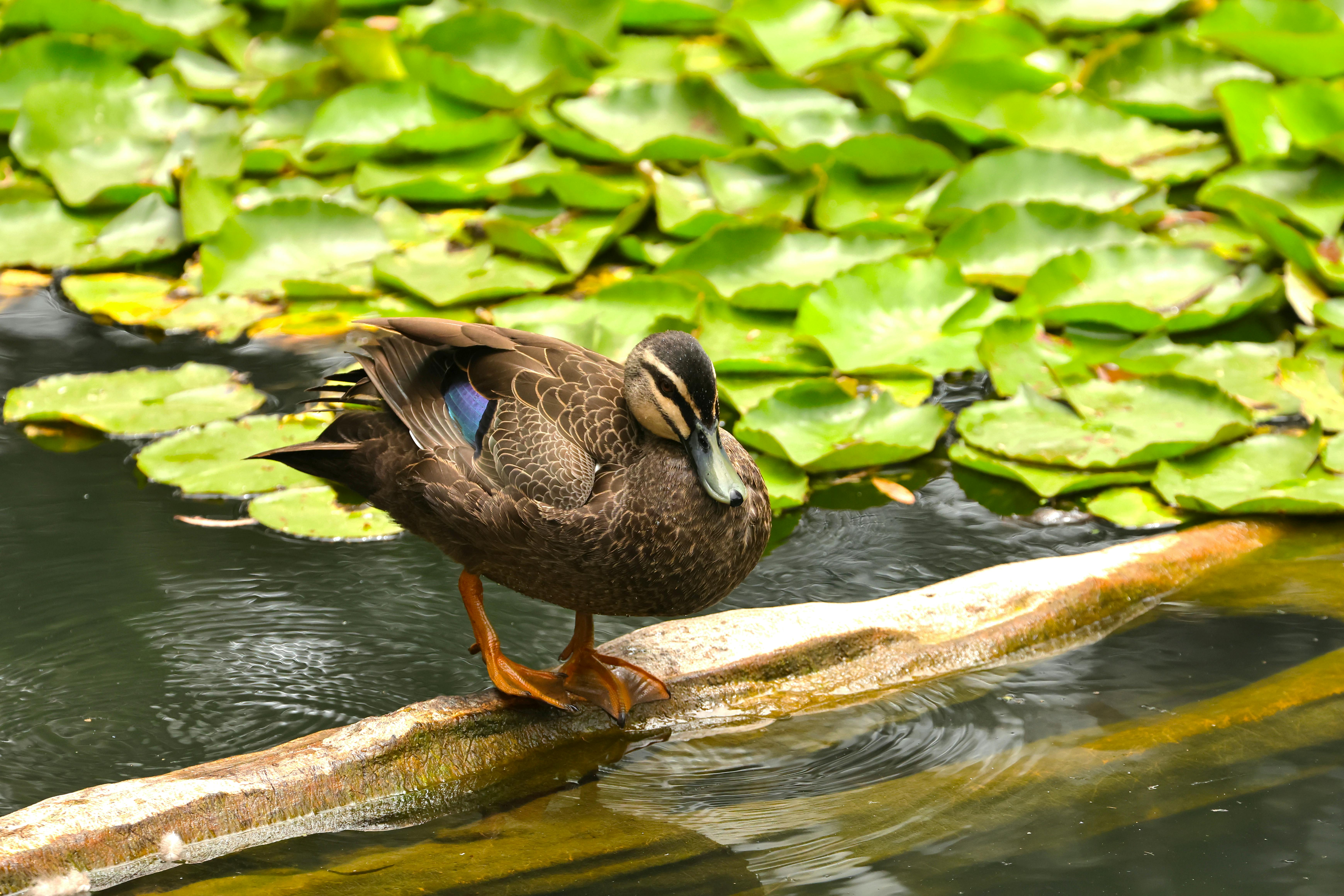 Mallet Duck Photos, Download The BEST Free Mallet Duck Stock Photos ...