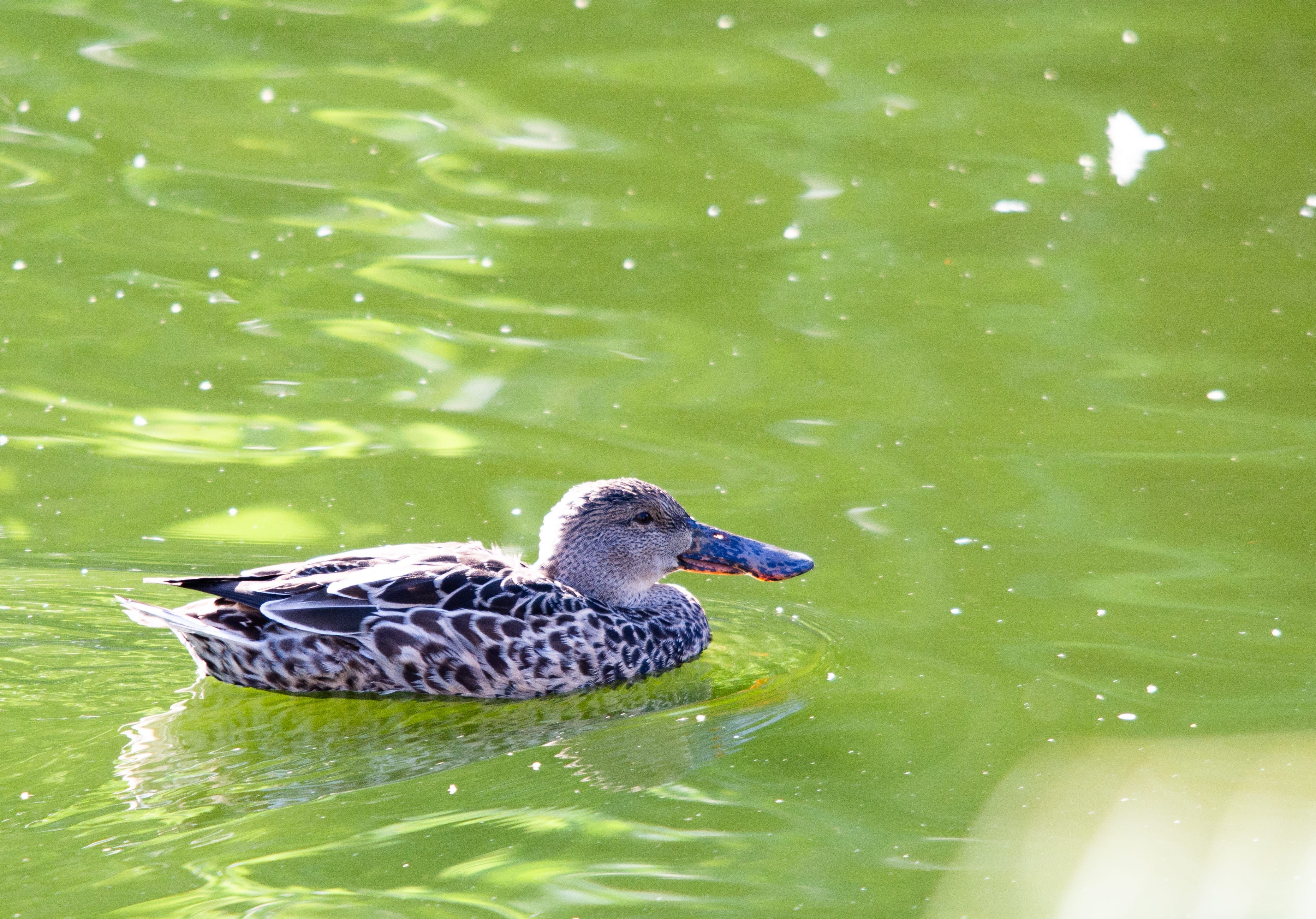 Duck in Water · Free Stock Photo