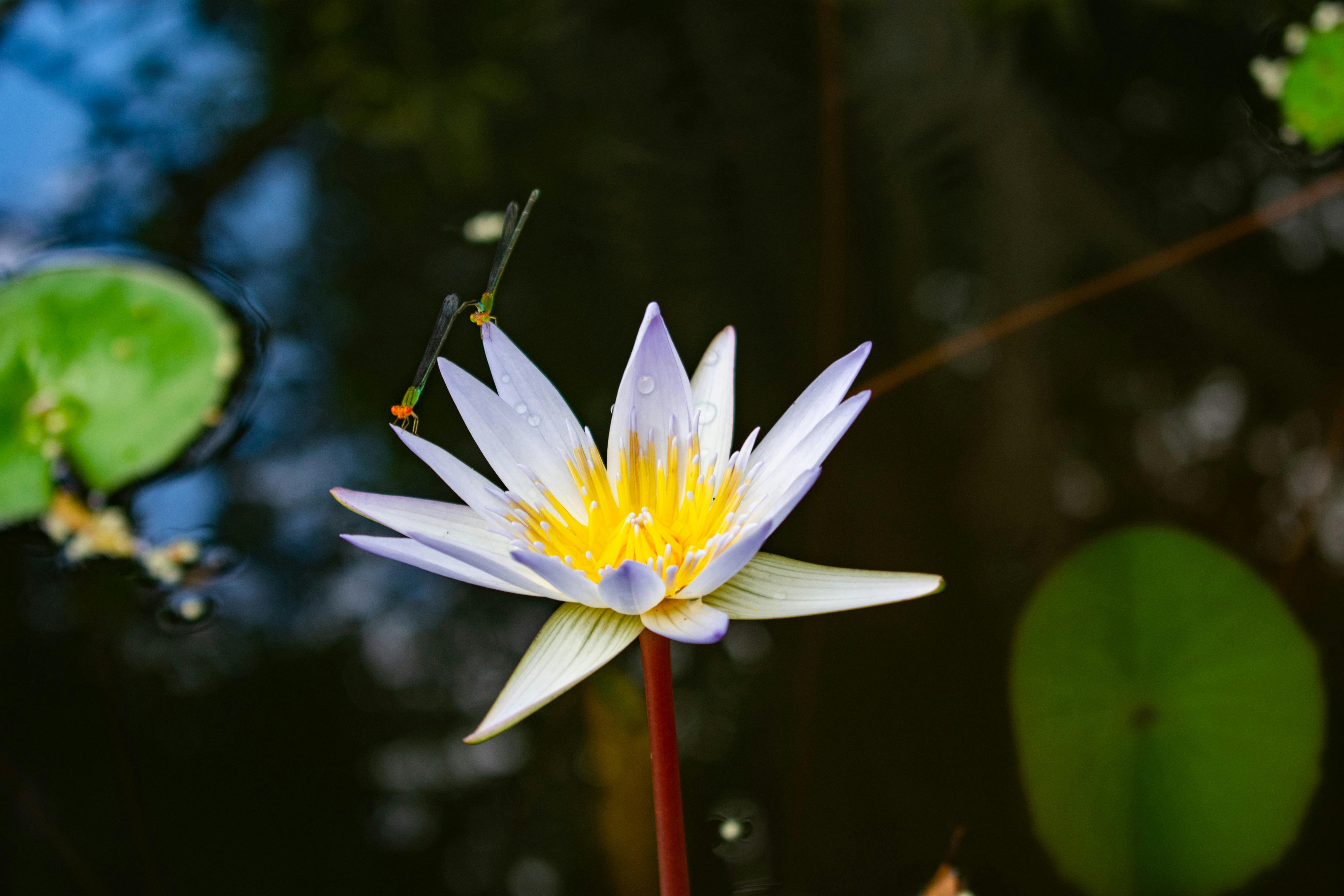 Wallpaper White Photos, Download The BEST Free Wallpaper White Stock ...