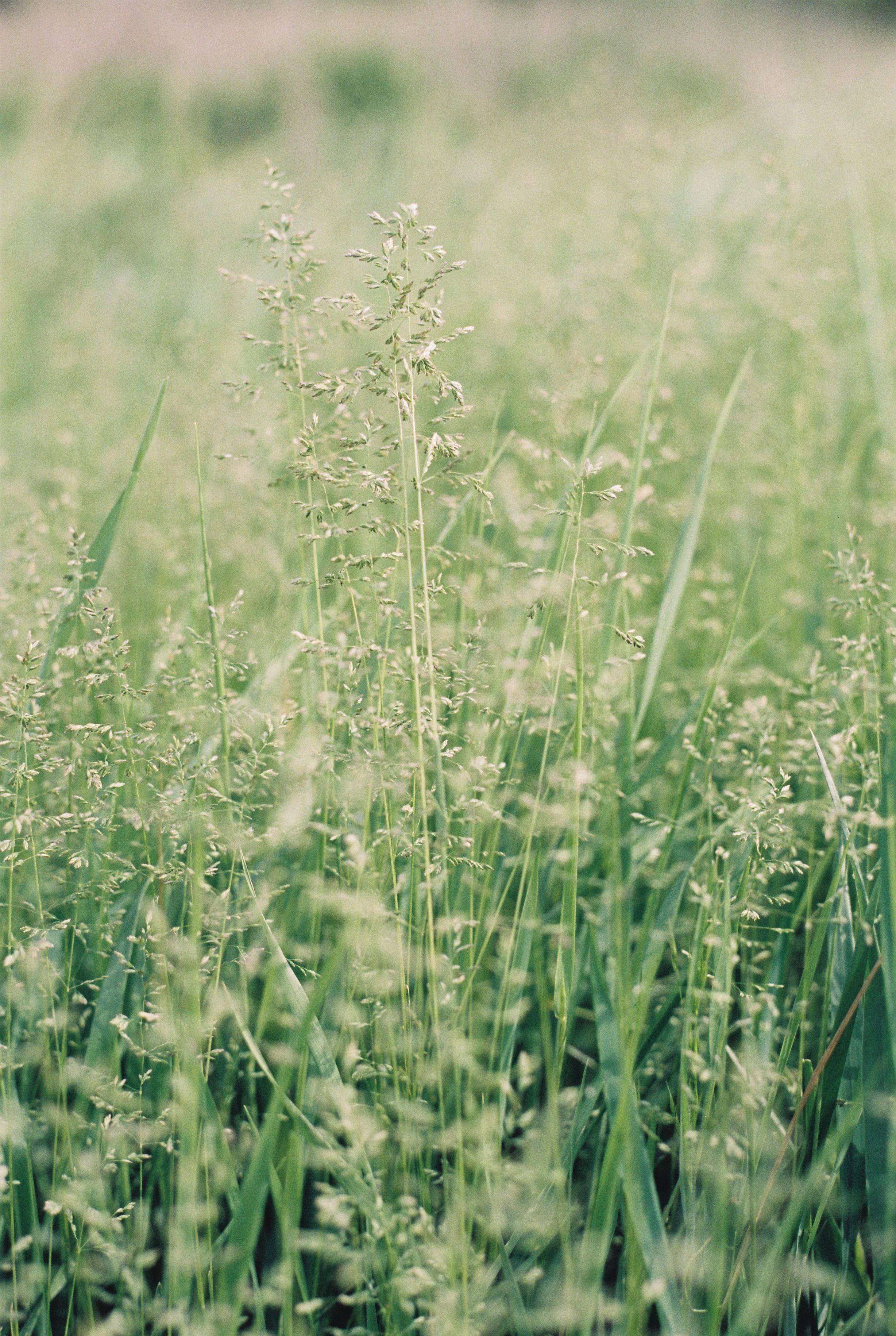 Nature Plants Photos, Download The BEST Free Nature Plants Stock Photos ...