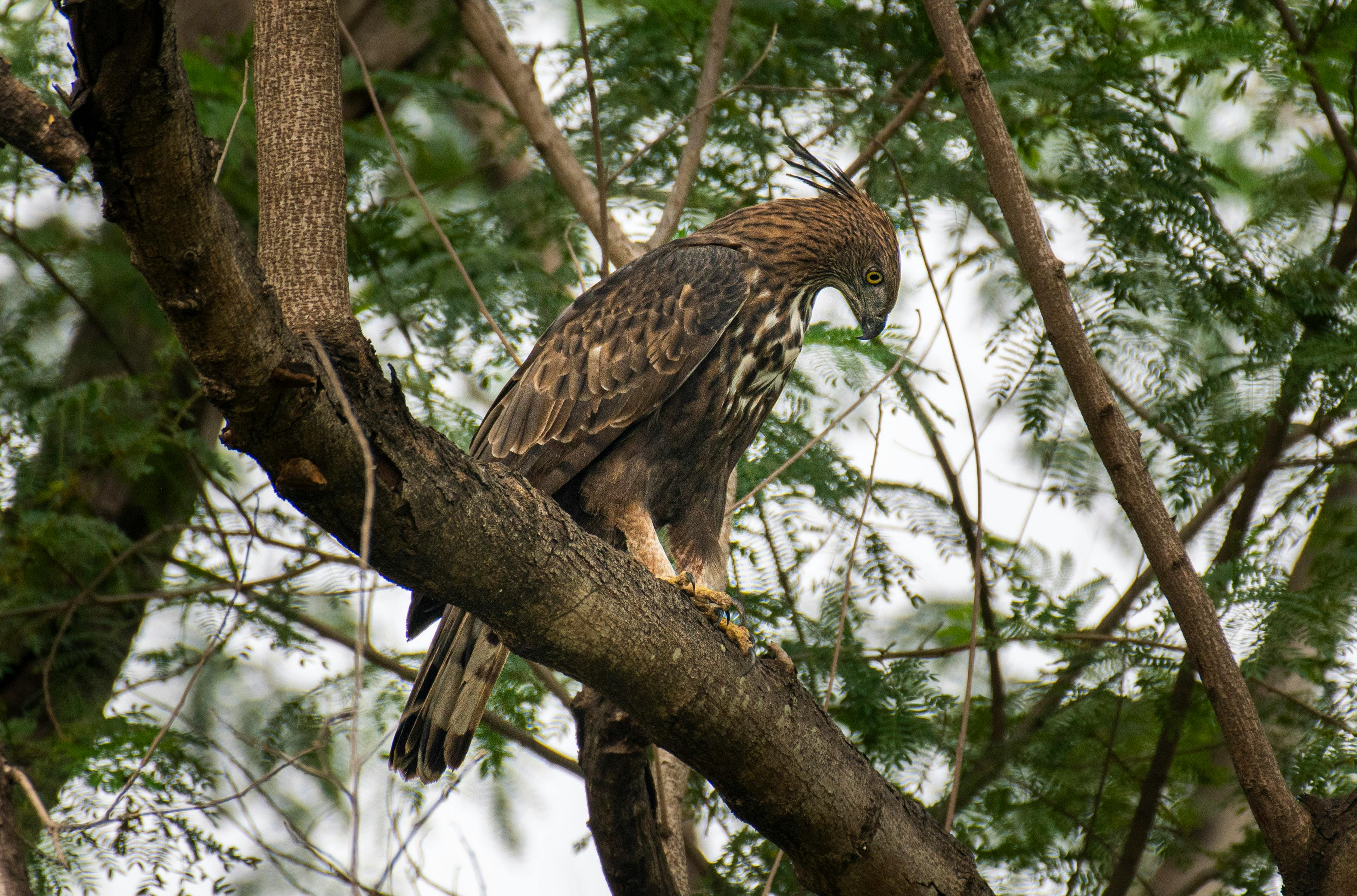 Philippine Great Eagle on twig in tropical park · Free Stock Photo