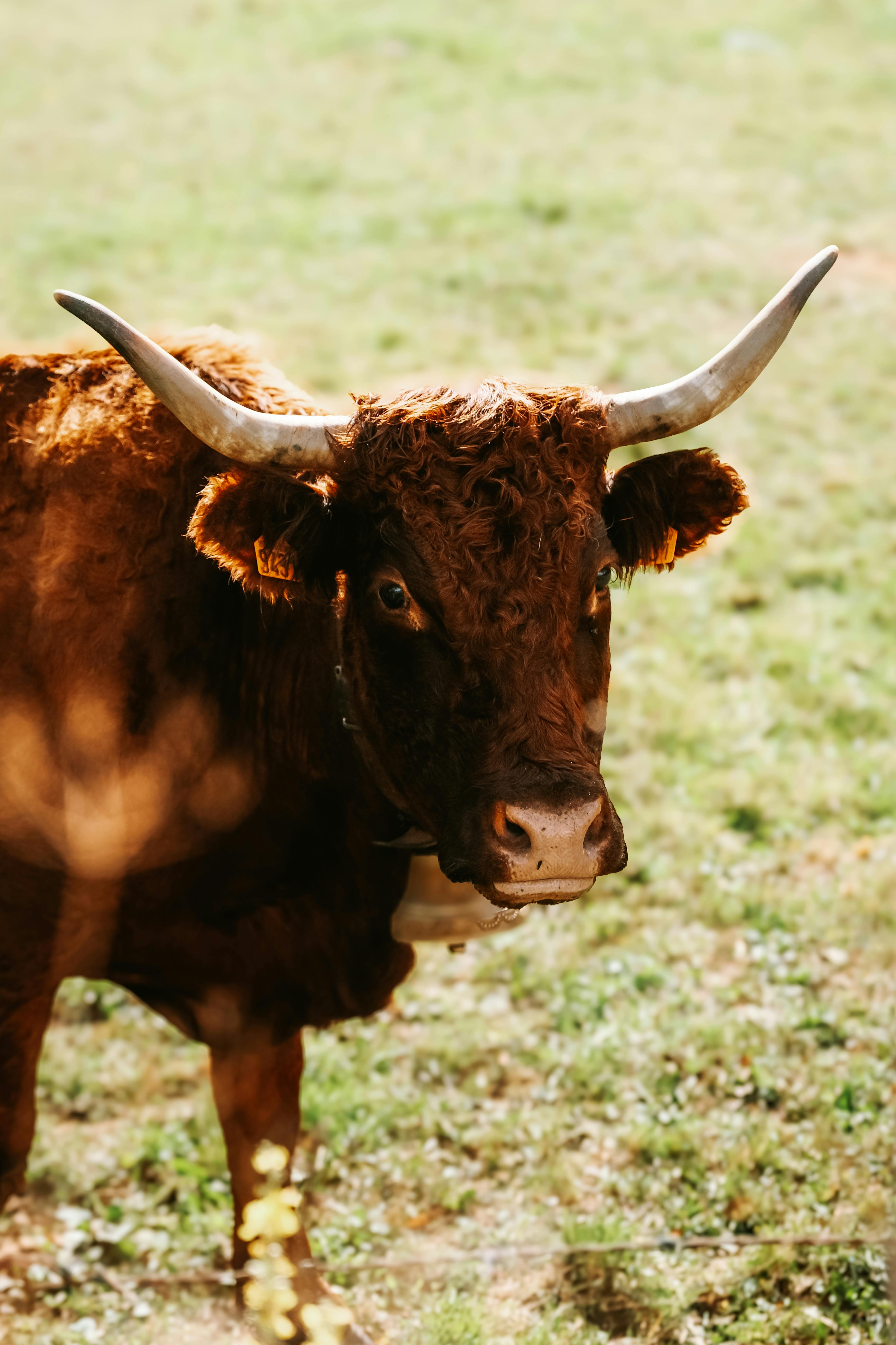 Brown Bull Standing in Green Grass Field at Daytime Photography · Free ...