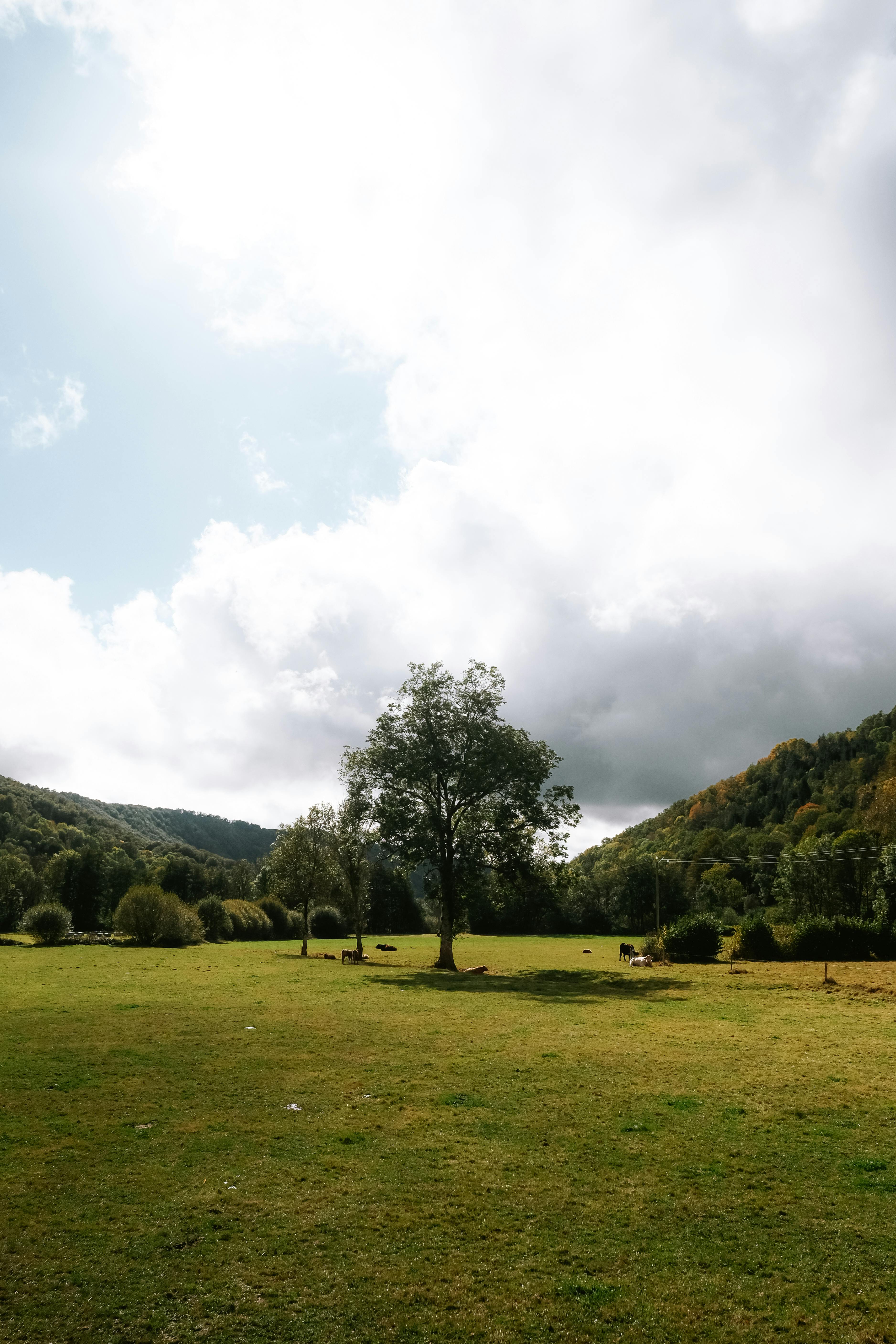 Tree in the Field · Free Stock Photo