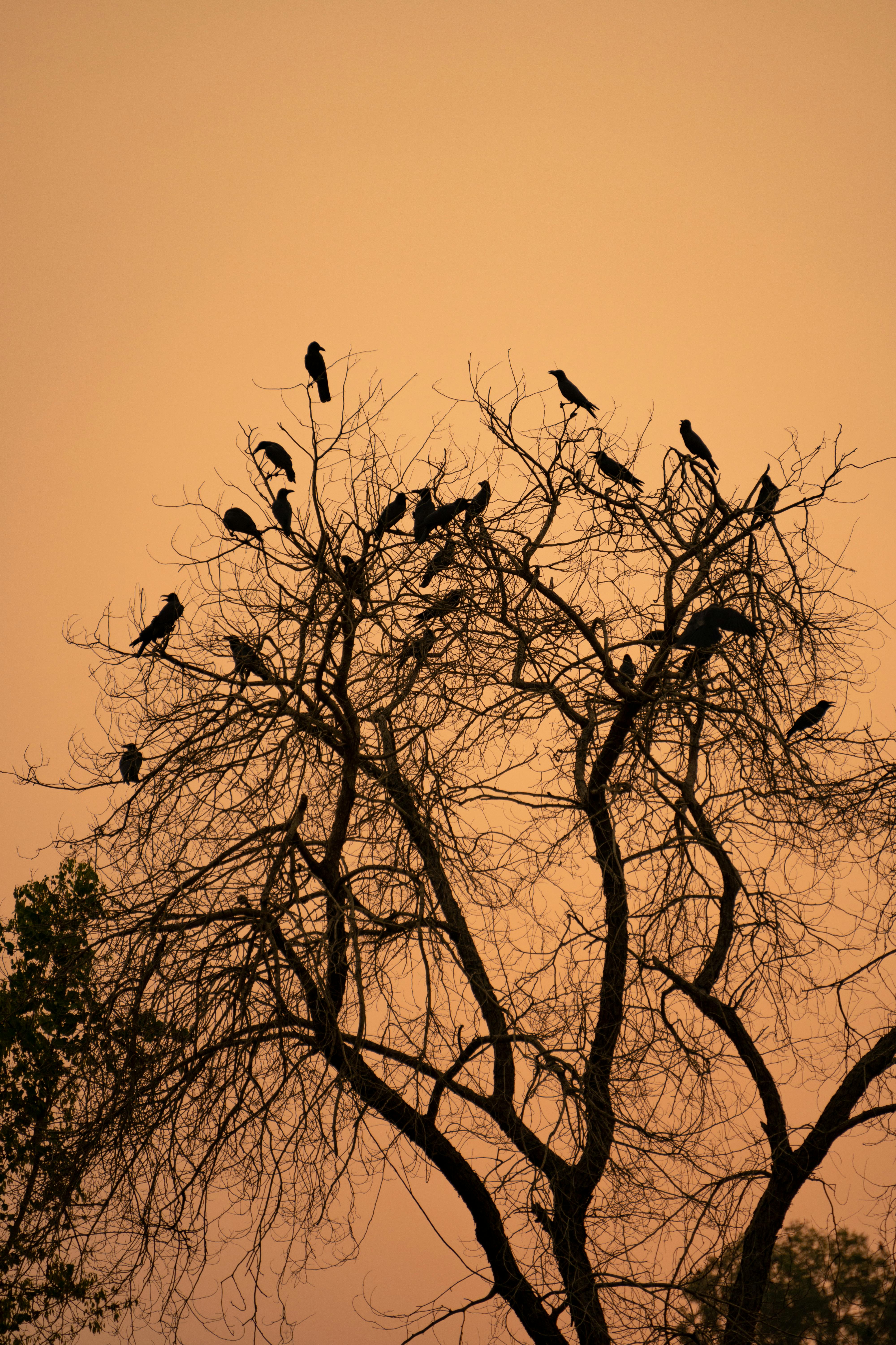 Silhouetted Tree with Birds Sitting on the Branches at Sunset · Free ...