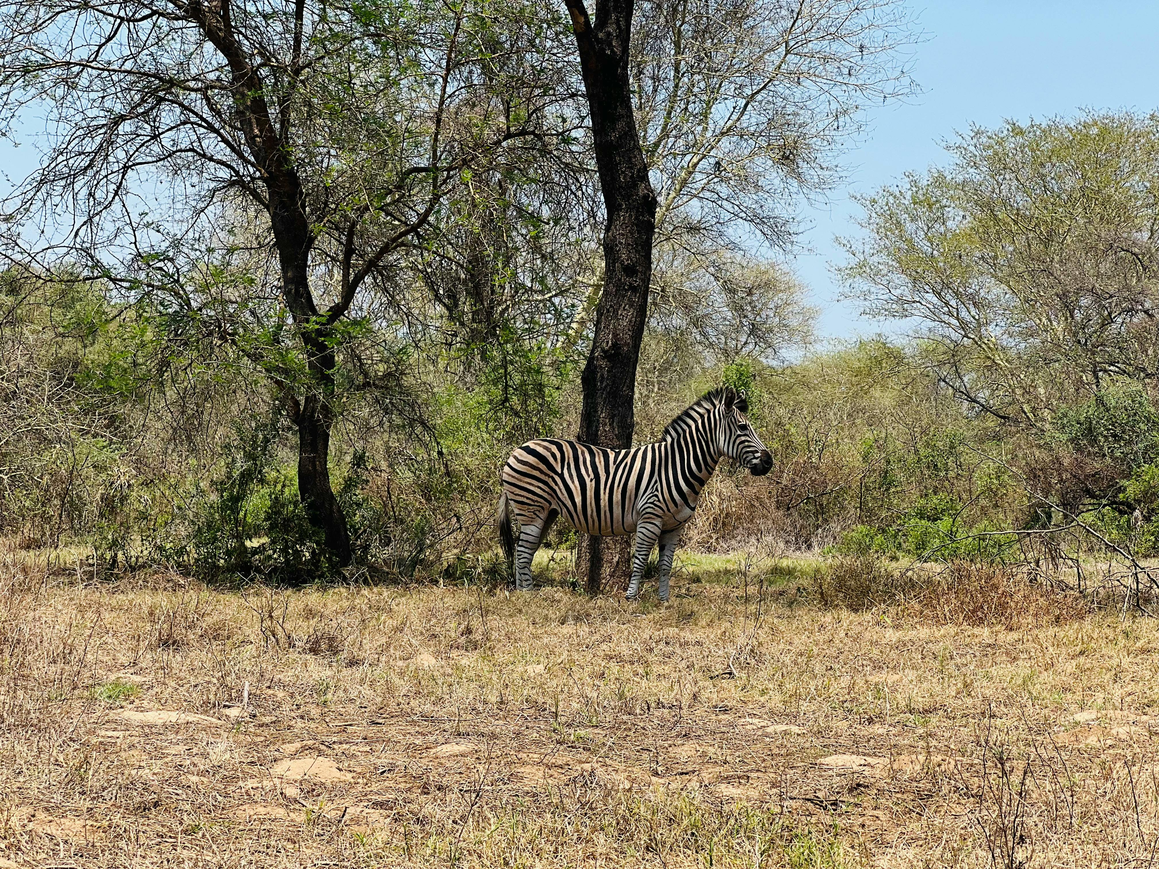 Zebra Standing next to a Tree · Free Stock Photo