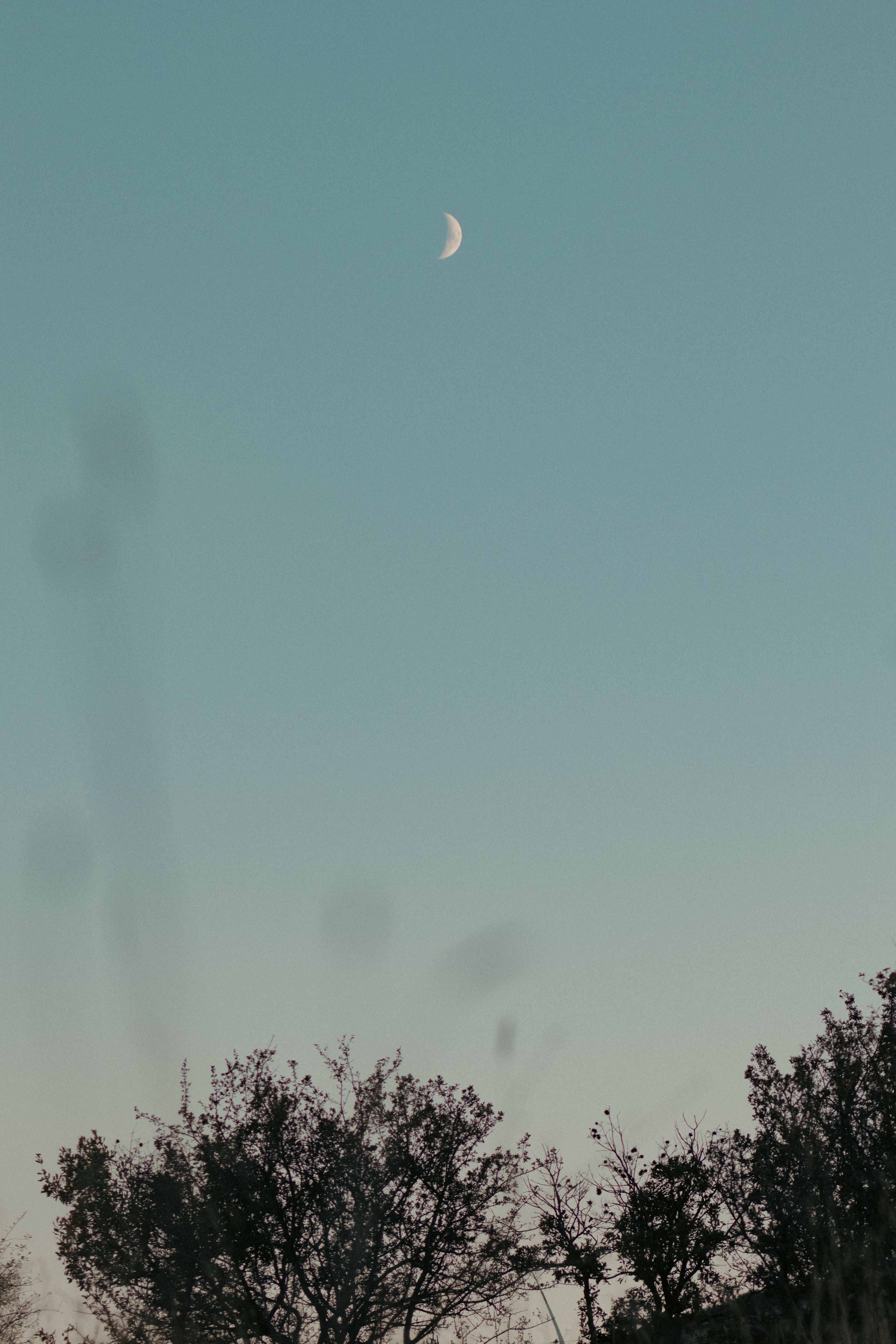 Crescent Moon Seen between Trees · Free Stock Photo
