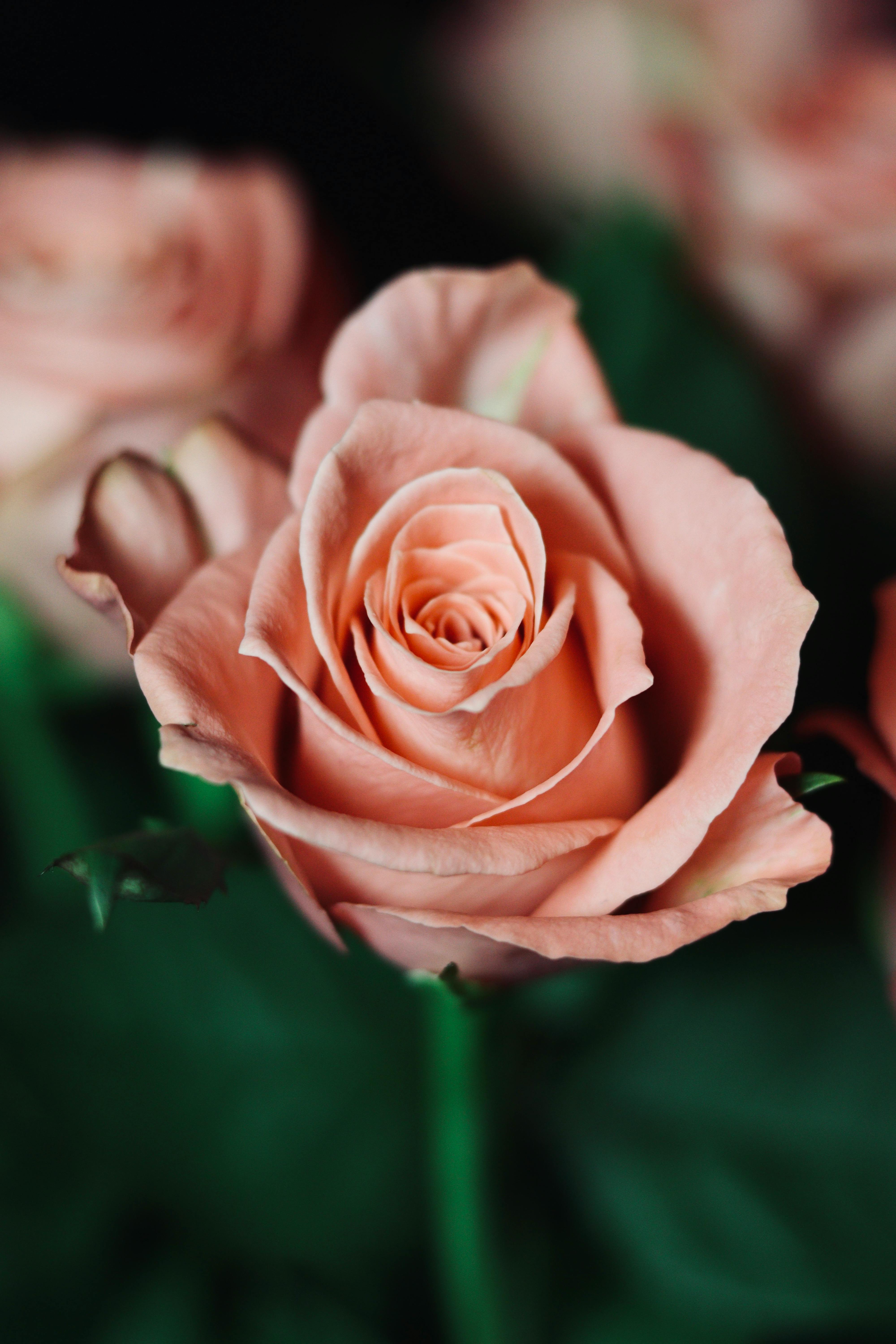 Close-up of a Pink Rose · Free Stock Photo