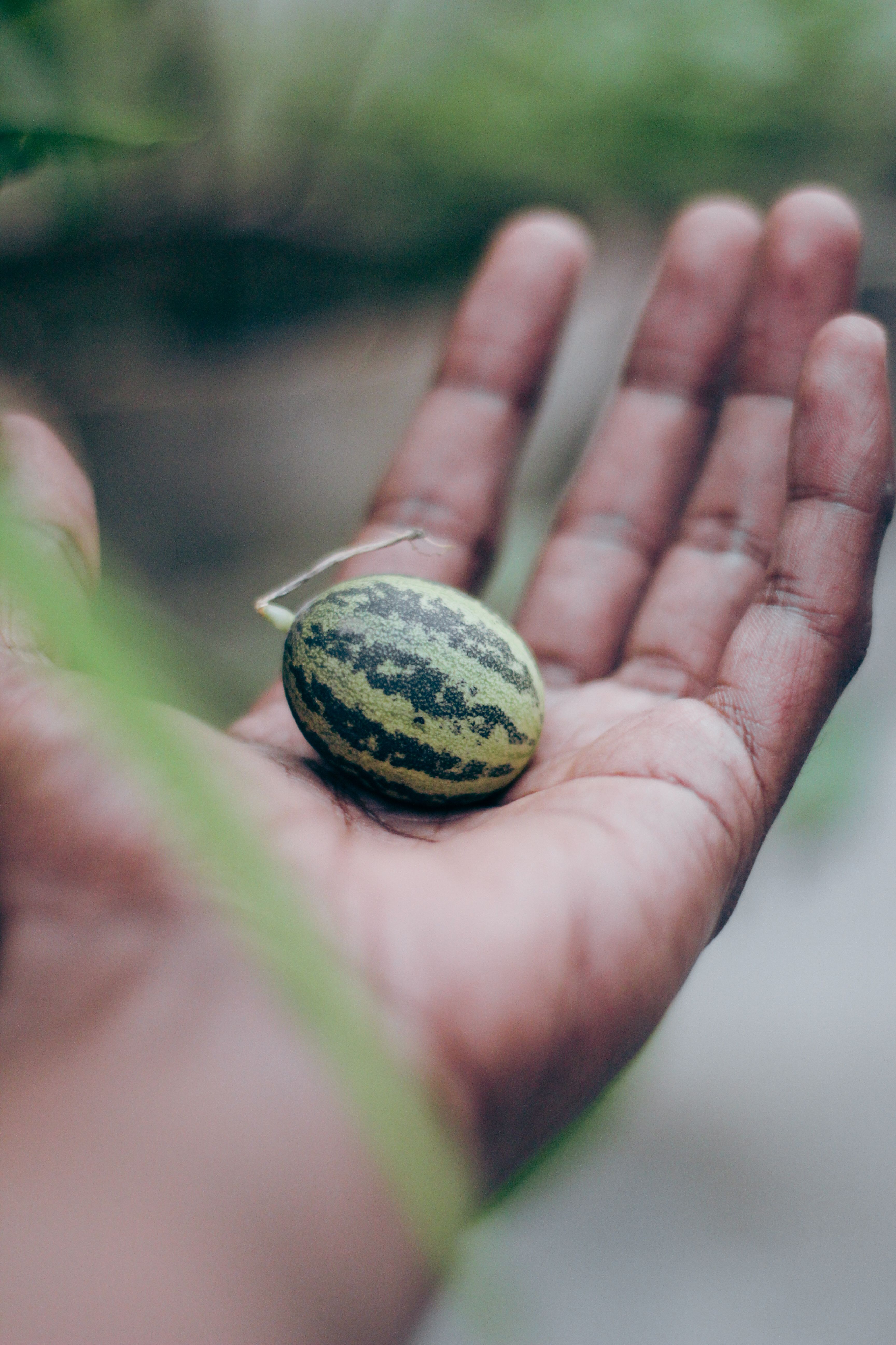 Hand Holding Miniature Watermelon · Free Stock Photo