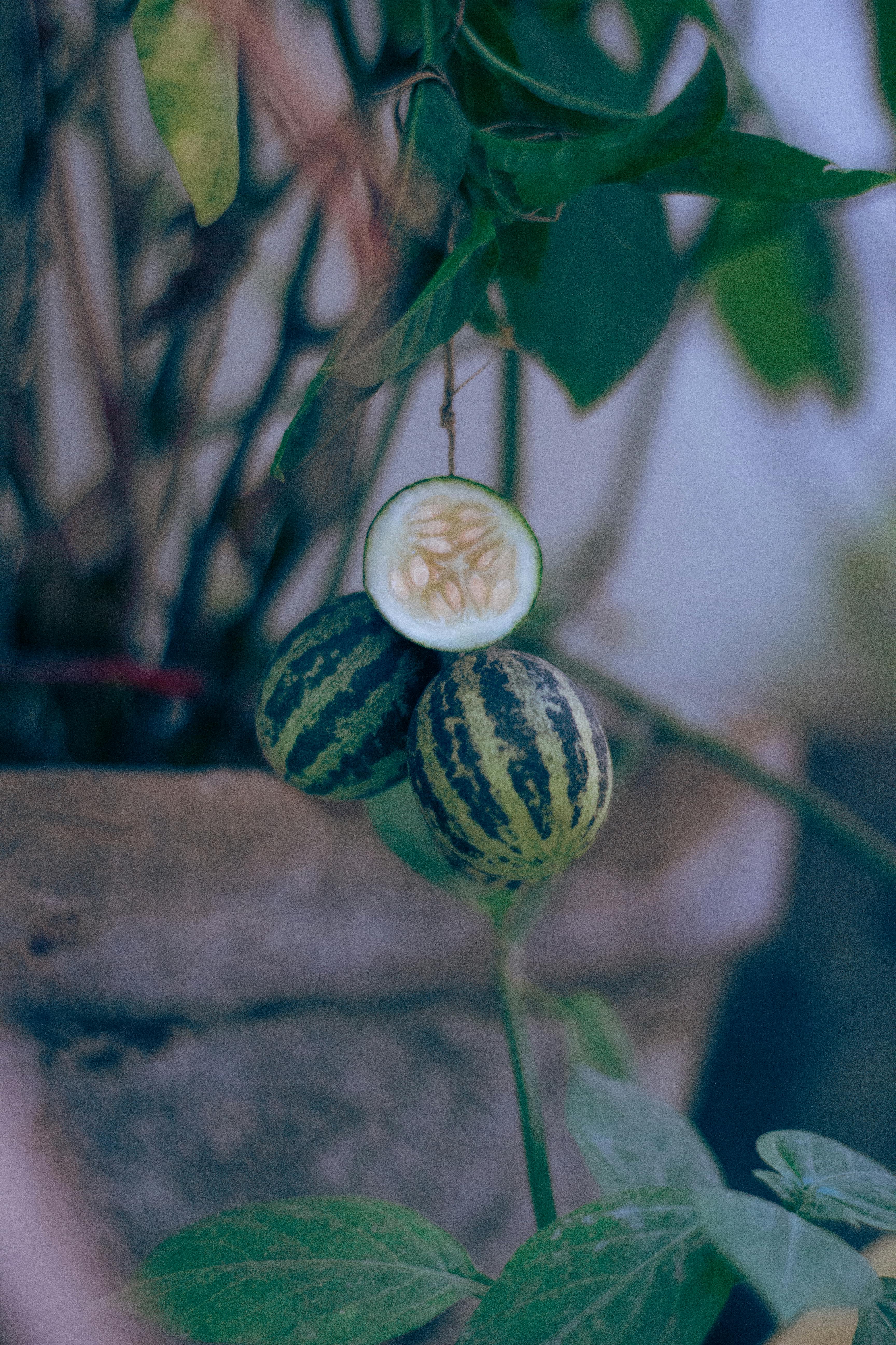 Fresh, Miniature Watermelons · Free Stock Photo