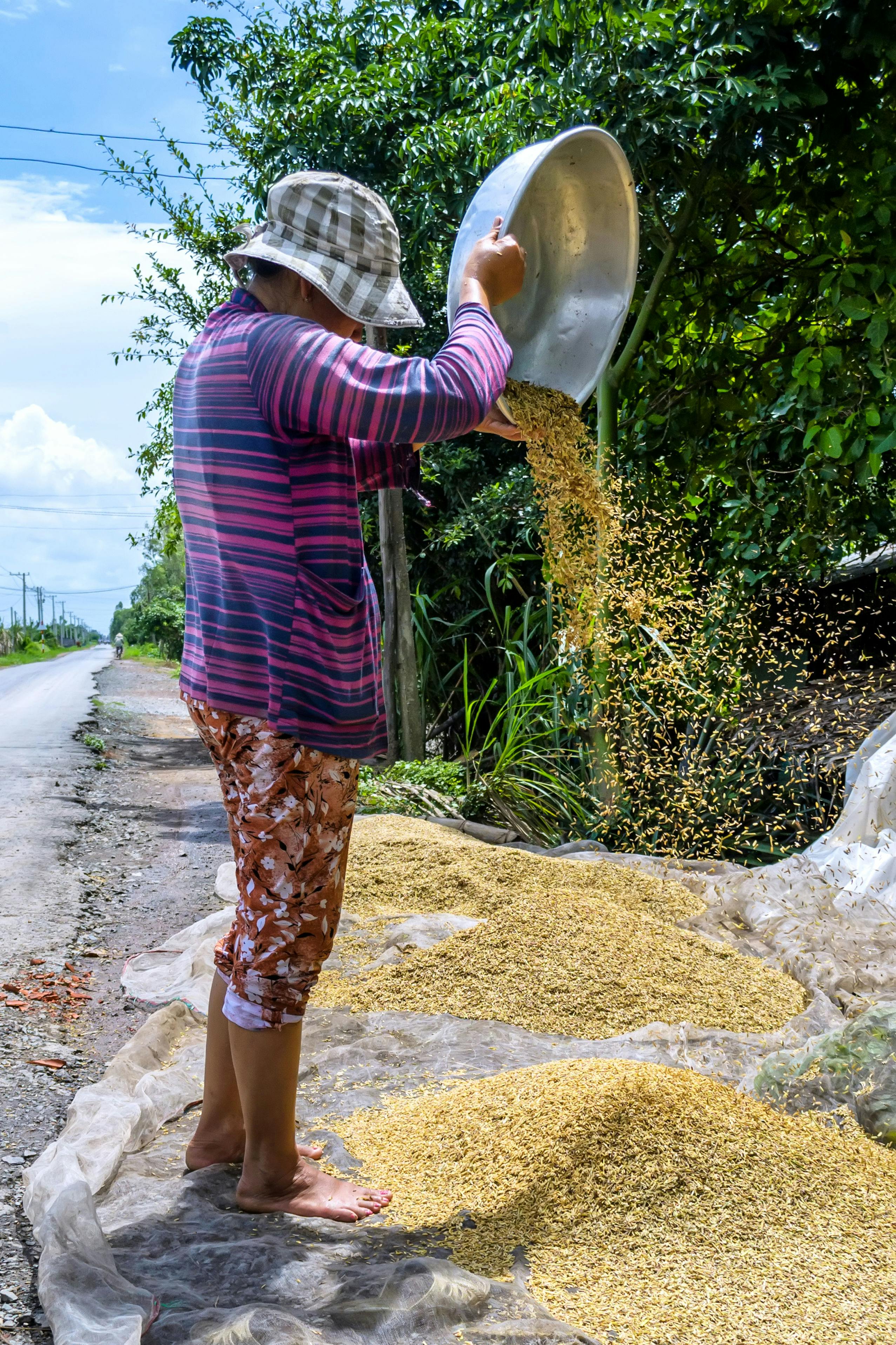 Farrow Sow Photos, Download The BEST Free Farrow Sow Stock Photos & HD ...