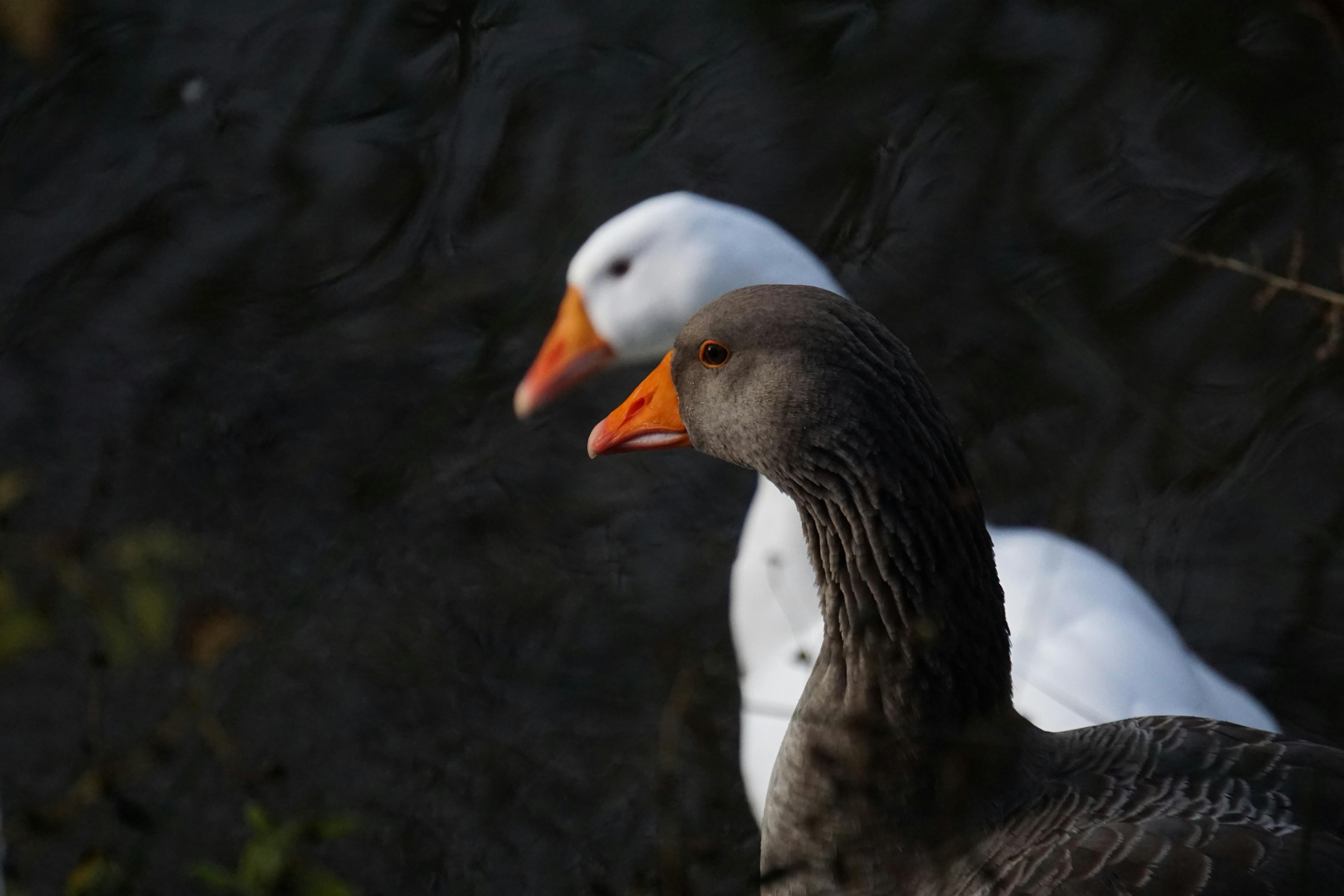 White Domestic Goose Near a Water Closeup Photo · Free Stock Photo