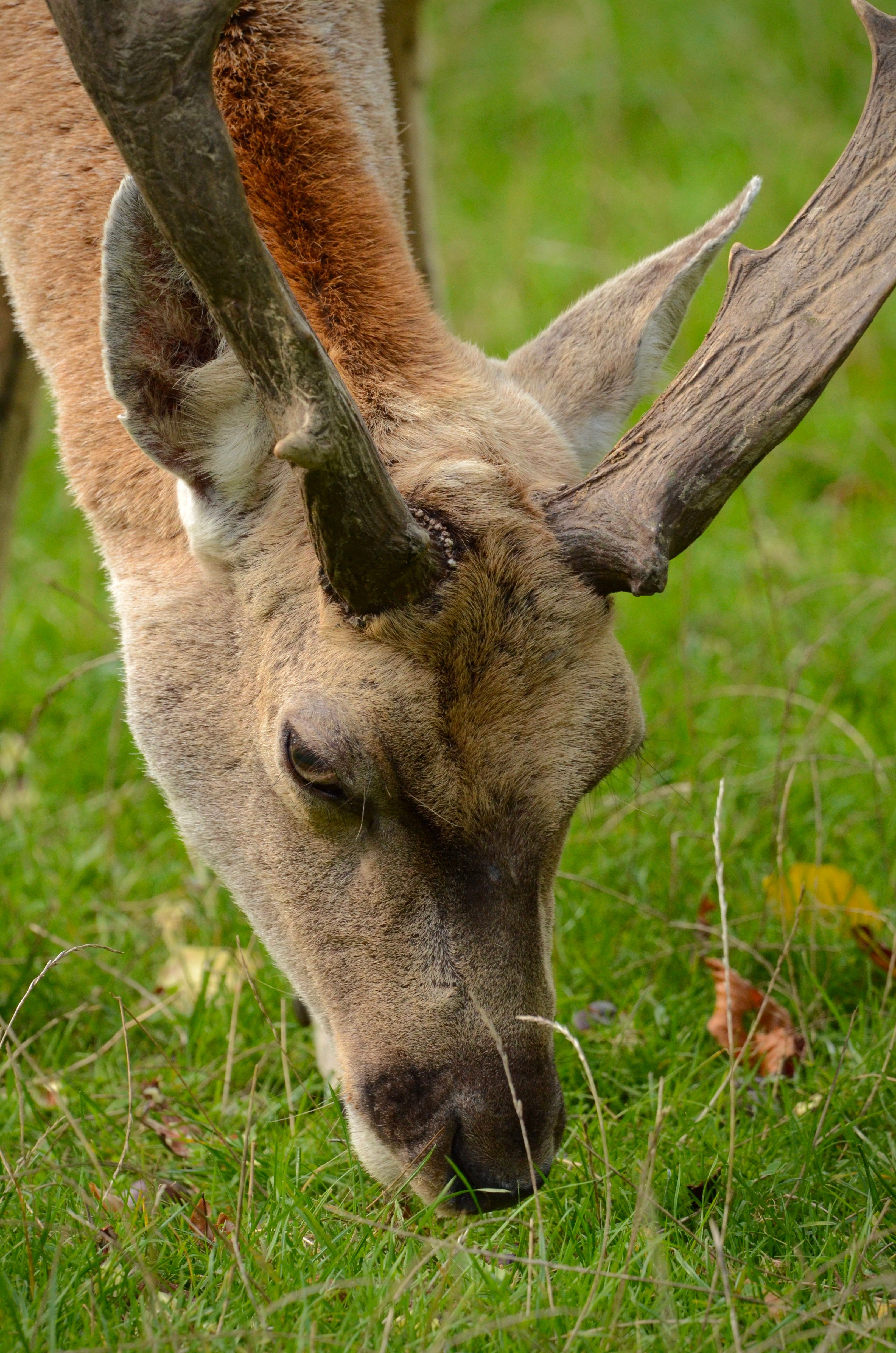 Head of Buck over Grass · Free Stock Photo