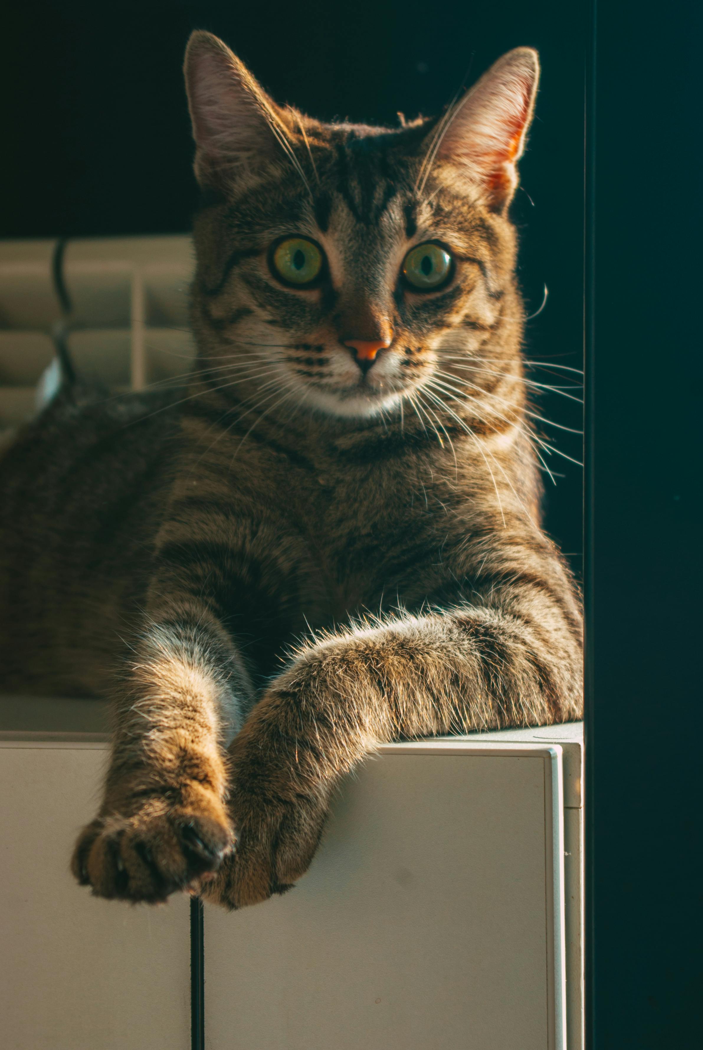Portrait of a Cat in Shadow · Free Stock Photo