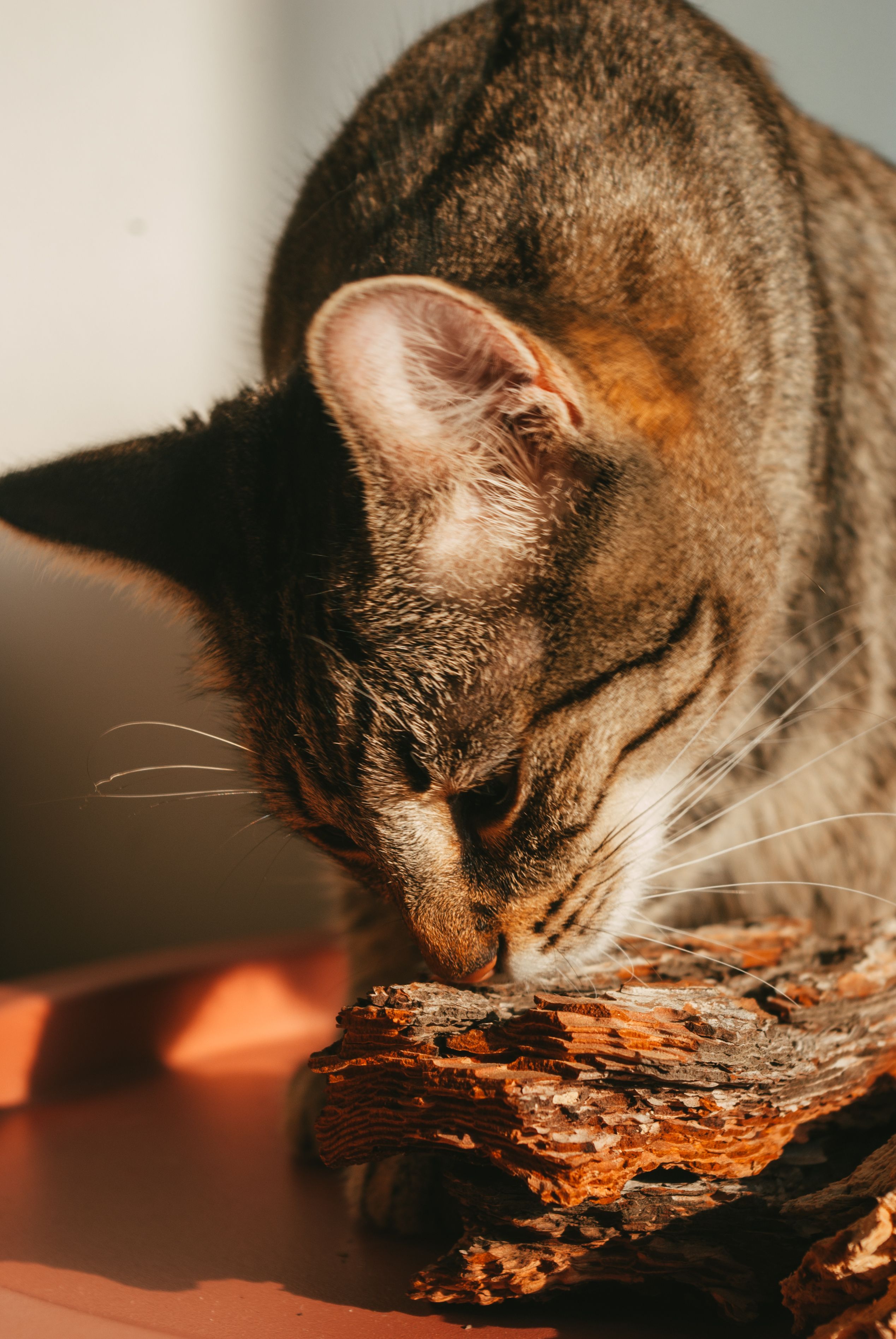 Fat Tabby Cat · Free Stock Photo