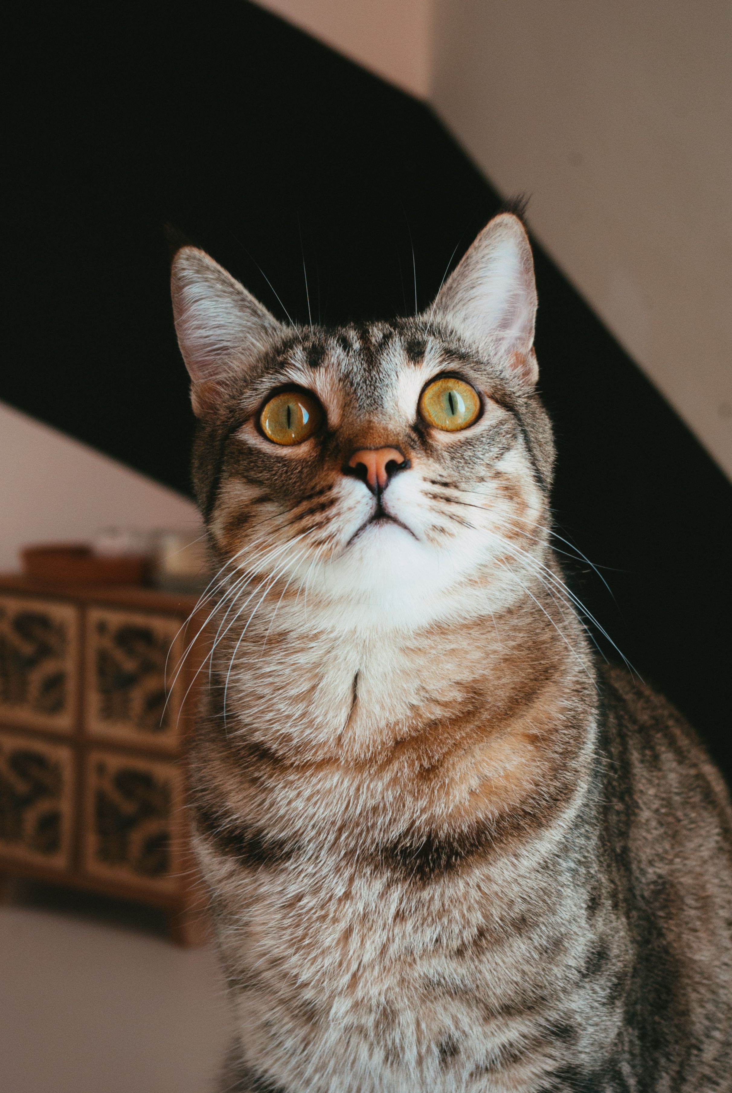 Photo Of A Cat · Free Stock Photo