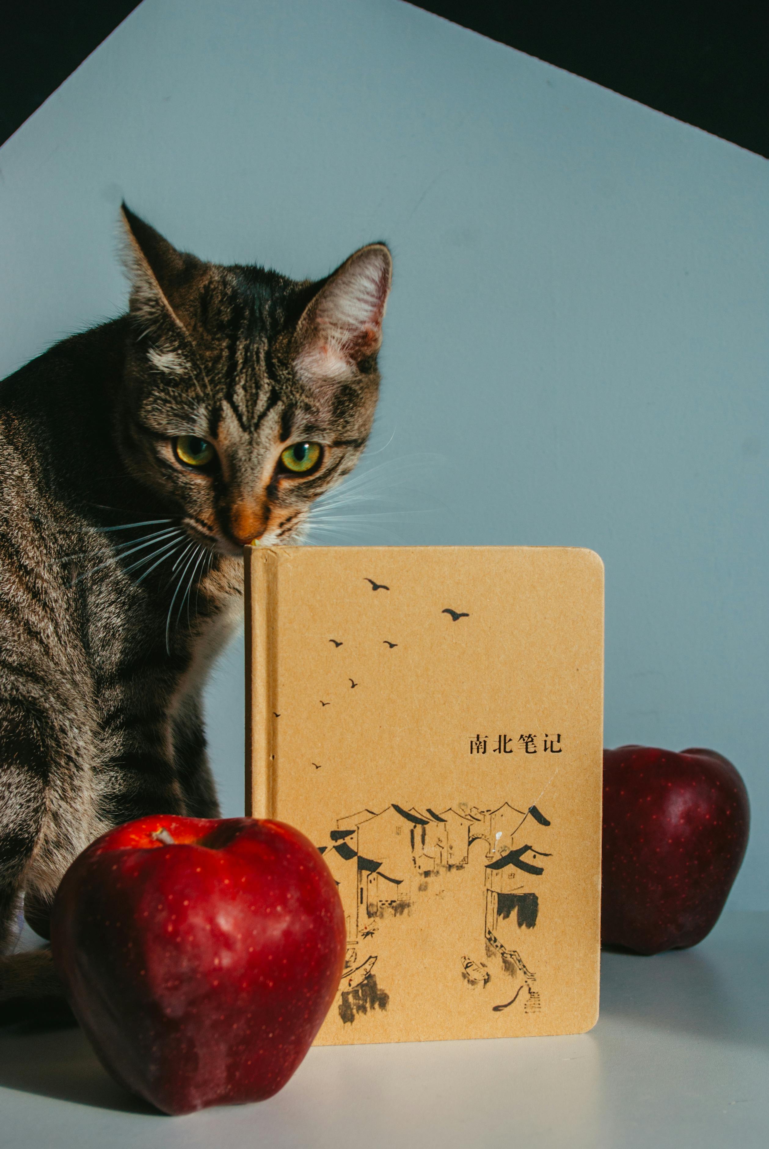 Cats And Apples Photos, Download The BEST Free Cats And Apples Stock ...