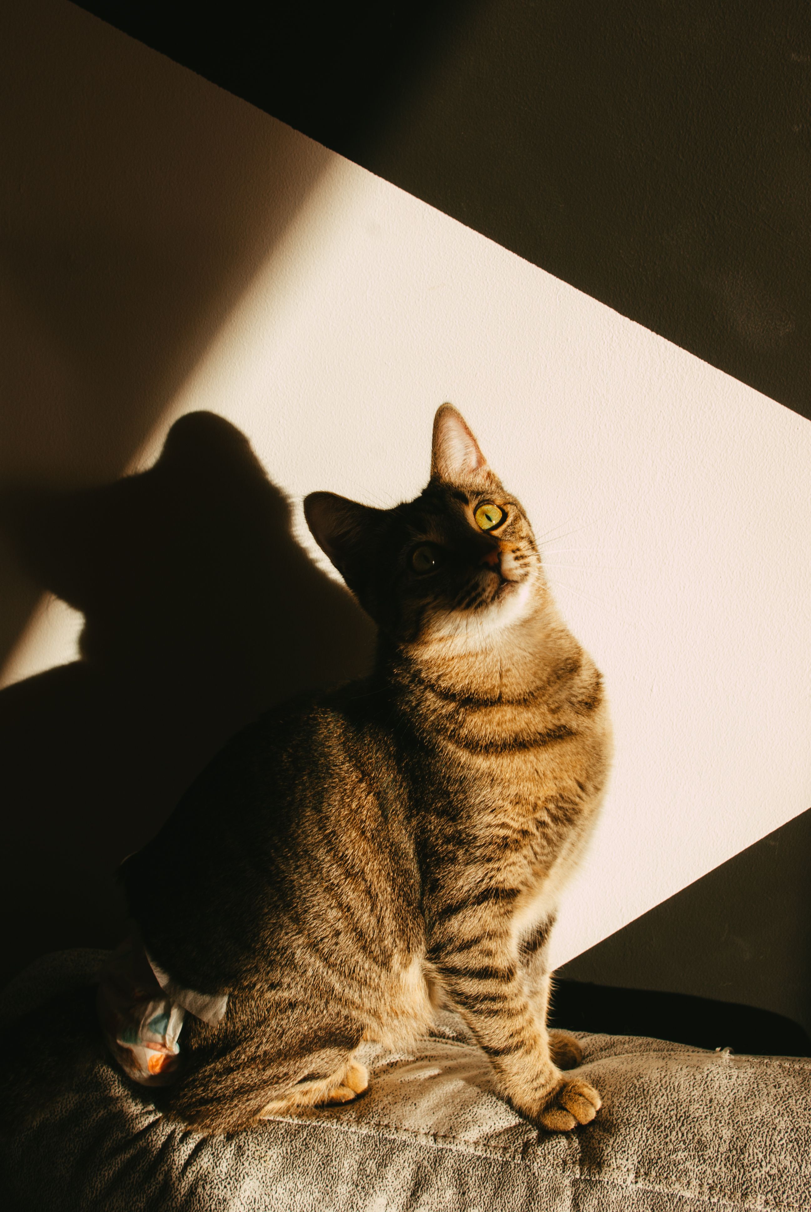Little Cat in Sunlight · Free Stock Photo
