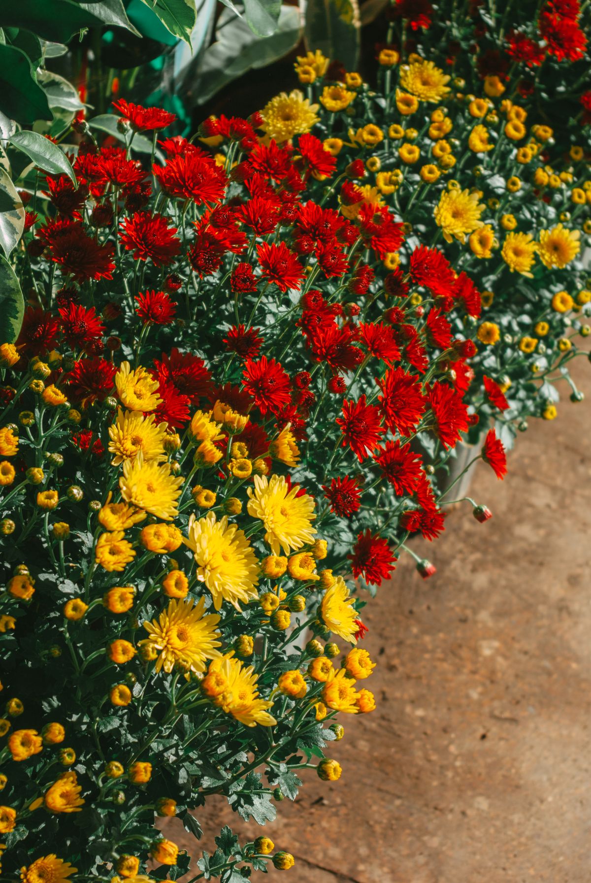 Yellow And Red Flower Garden Photos, Download The BEST Free Yellow And ...