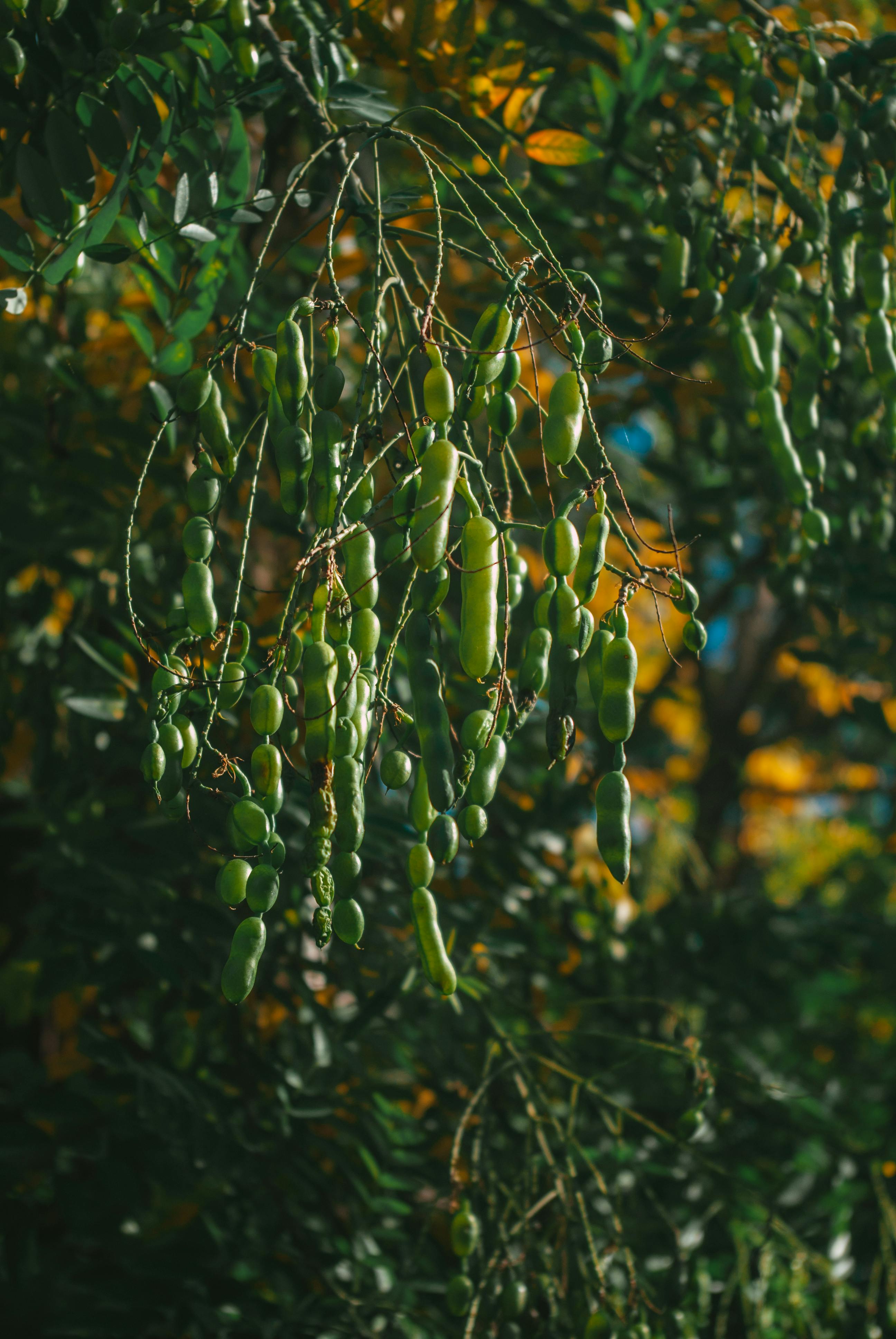 Close-up of the Beans Hanging on a Japanese Pagoda Tree · Free Stock Photo