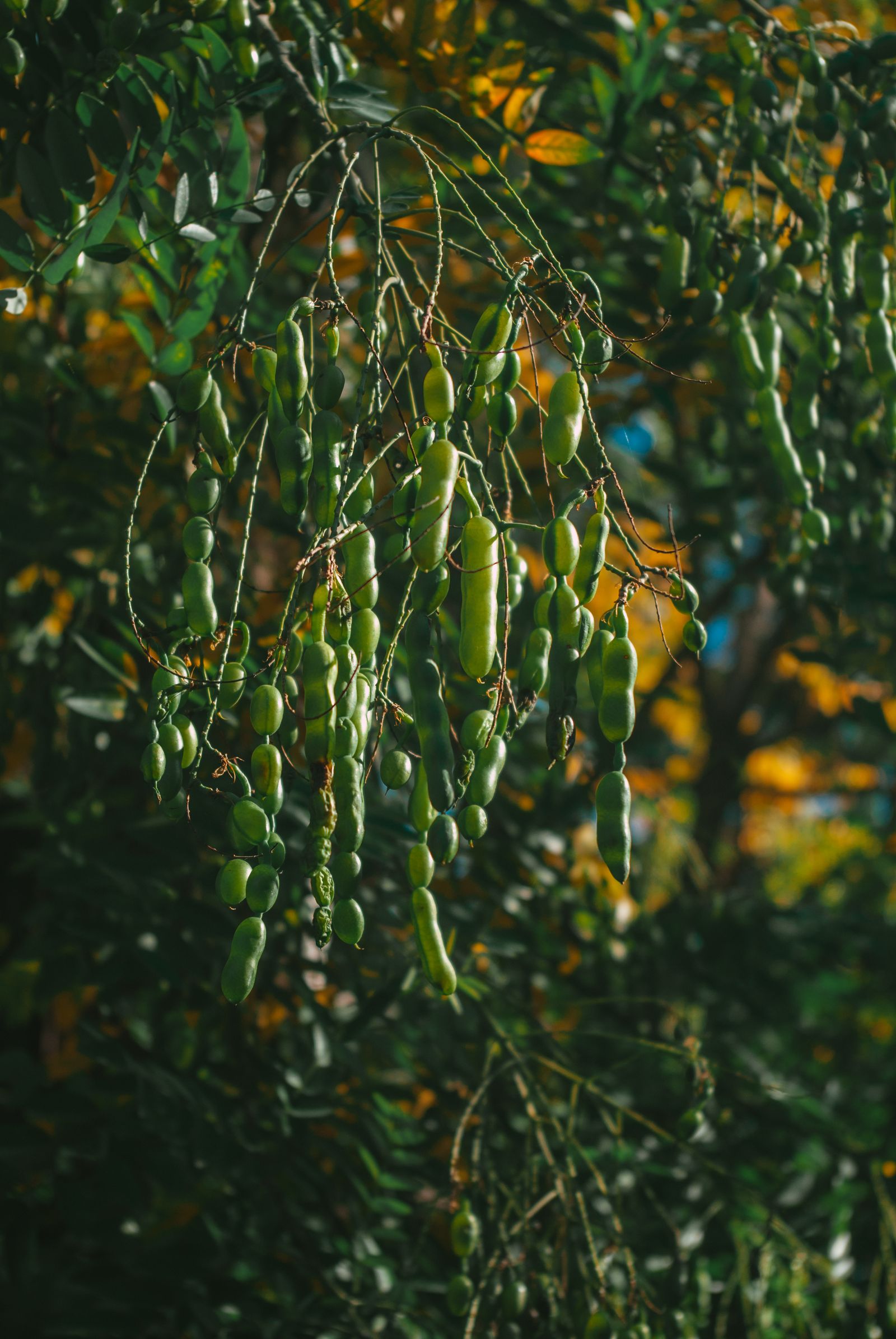 Japanese Pagoda Tree Photos, Download The BEST Free Japanese Pagoda ...
