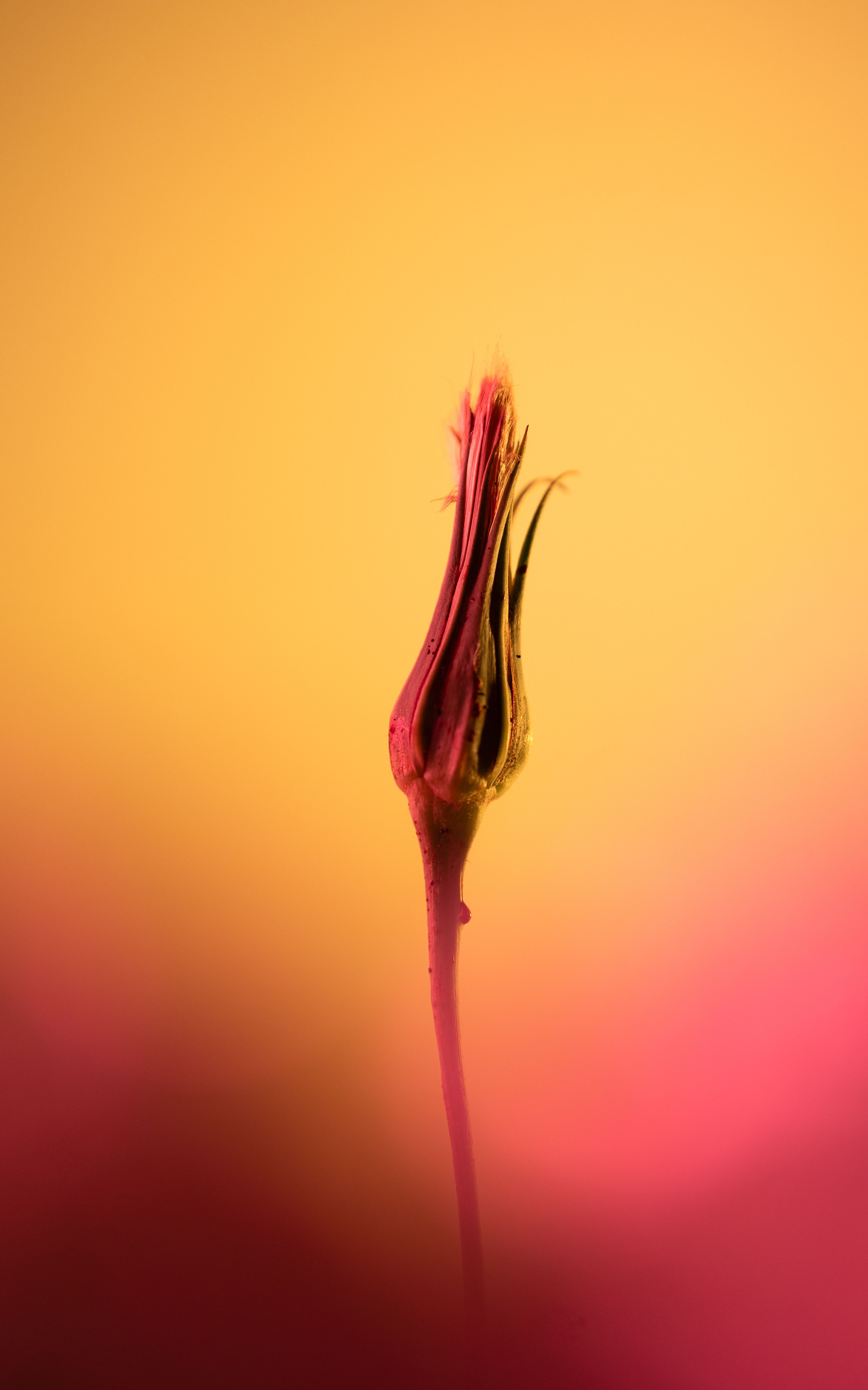"Passion" · Free Stock Photo