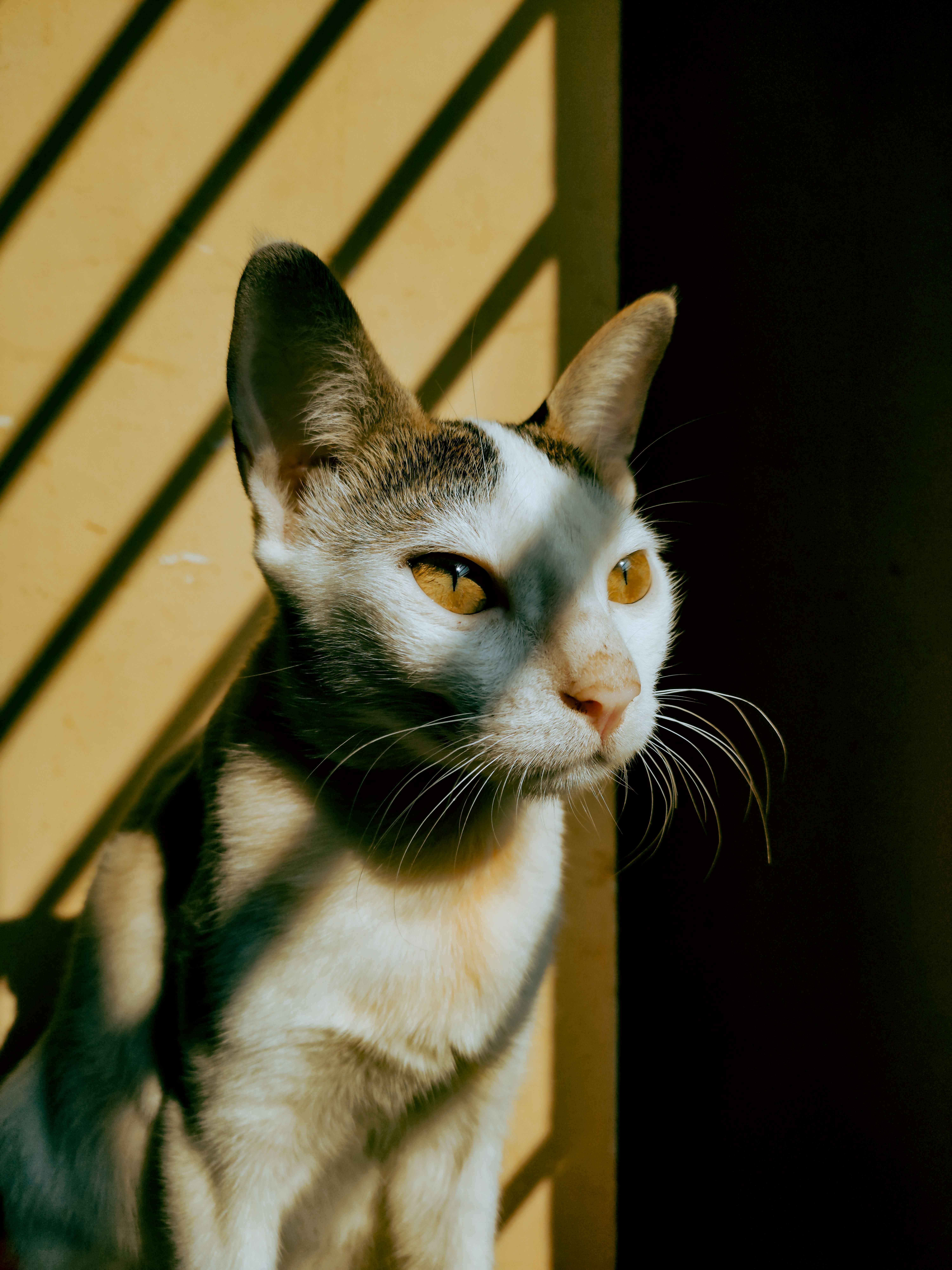 Serious Cat in Sunlight · Free Stock Photo
