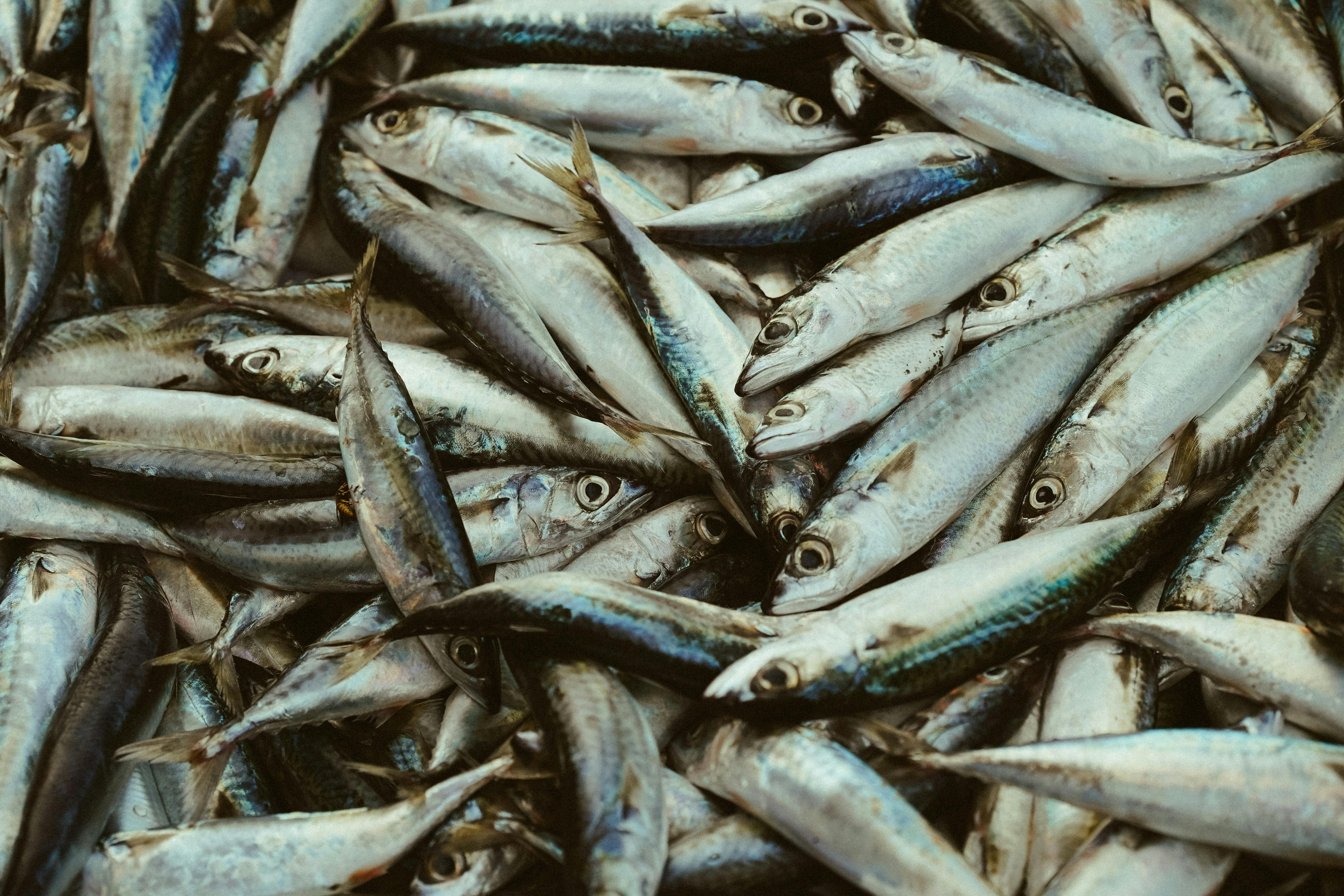 Fish in a Market · Free Stock Photo