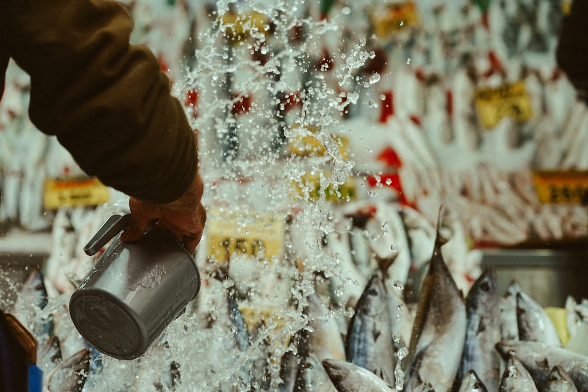 Fish Splashing Photos, Download The BEST Free Fish Splashing Stock ...