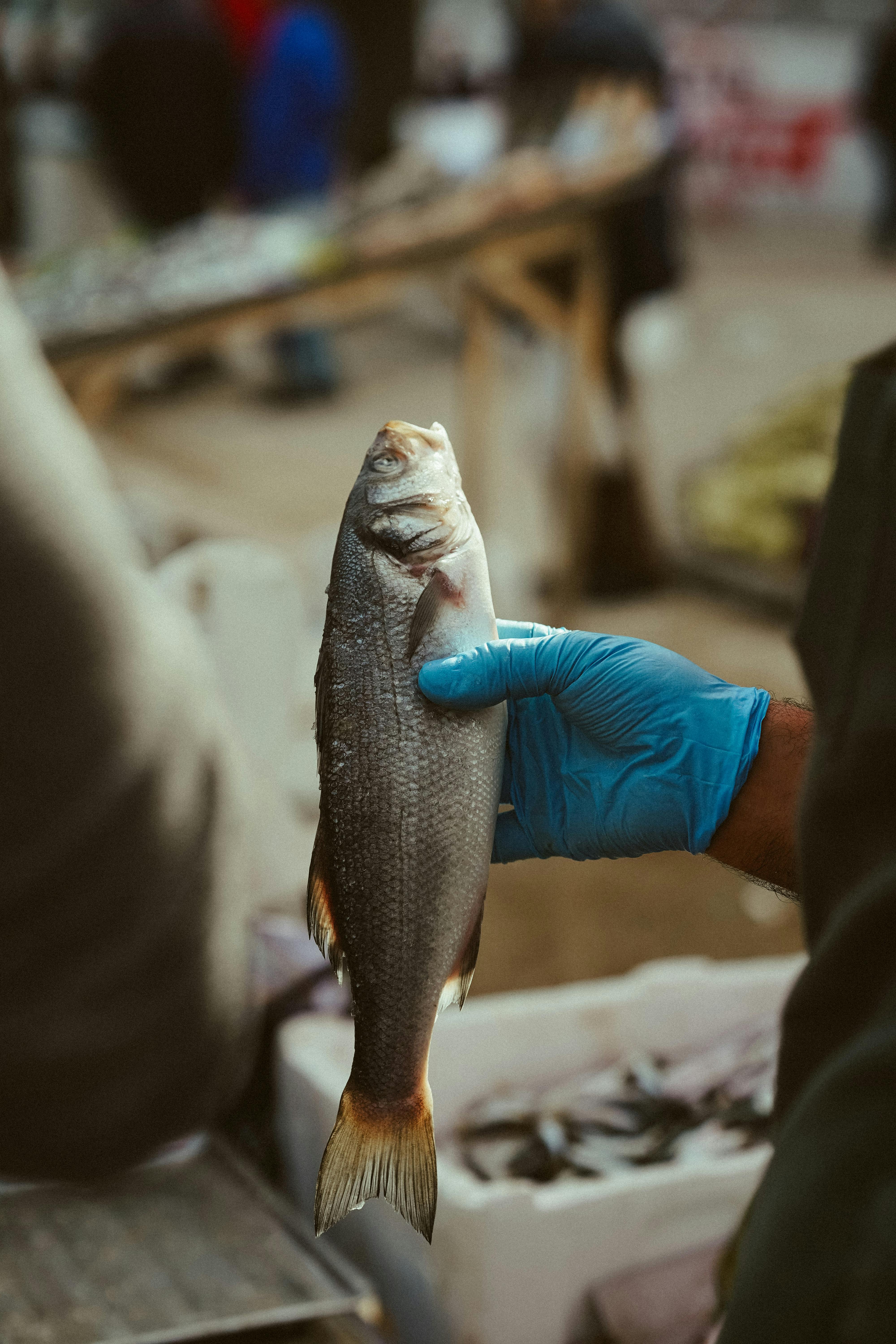 Merchant Holding Fresh Fish on Market · Free Stock Photo