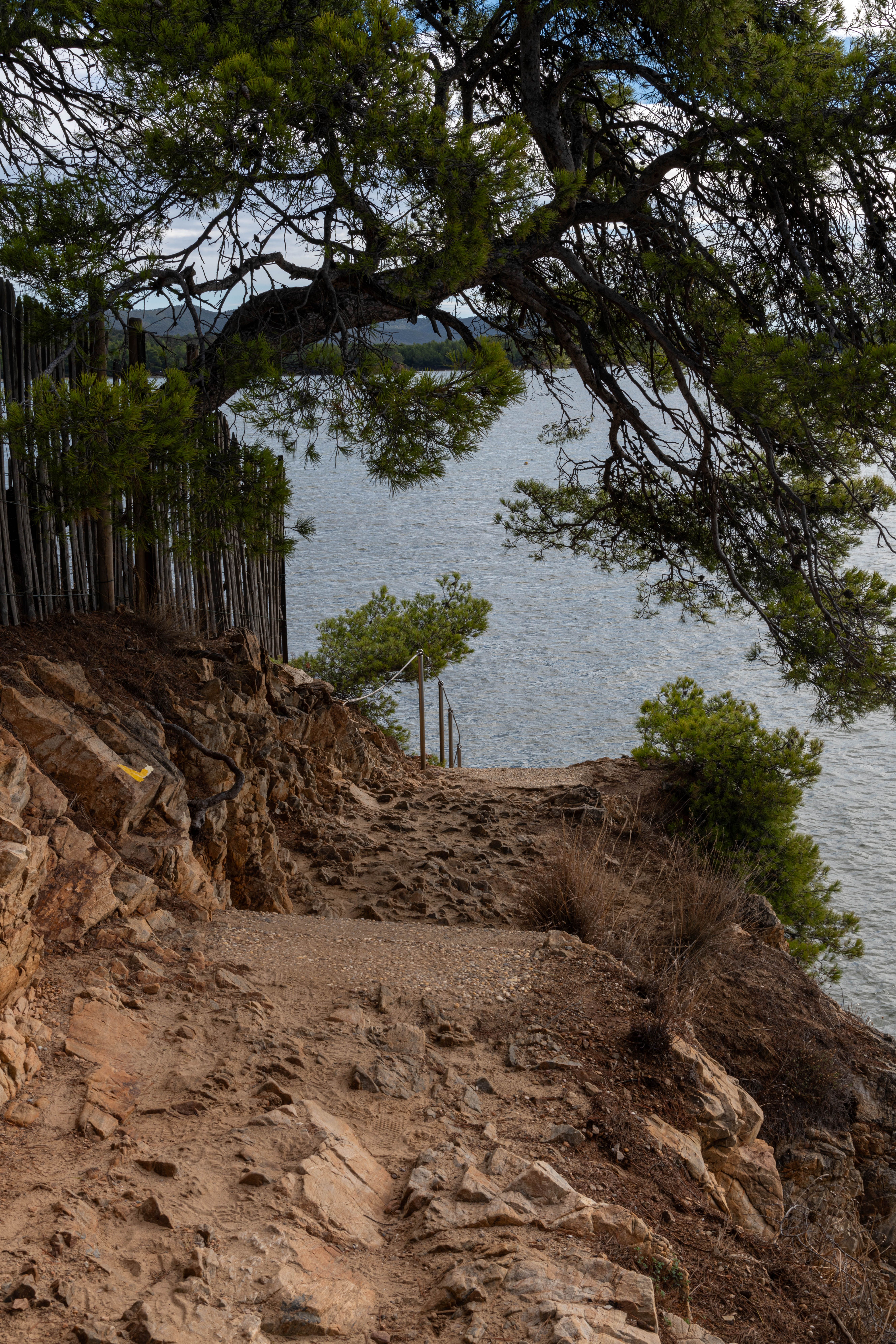 Tree and Bushes Growing on a Sandy Seashore Slope · Free Stock Photo