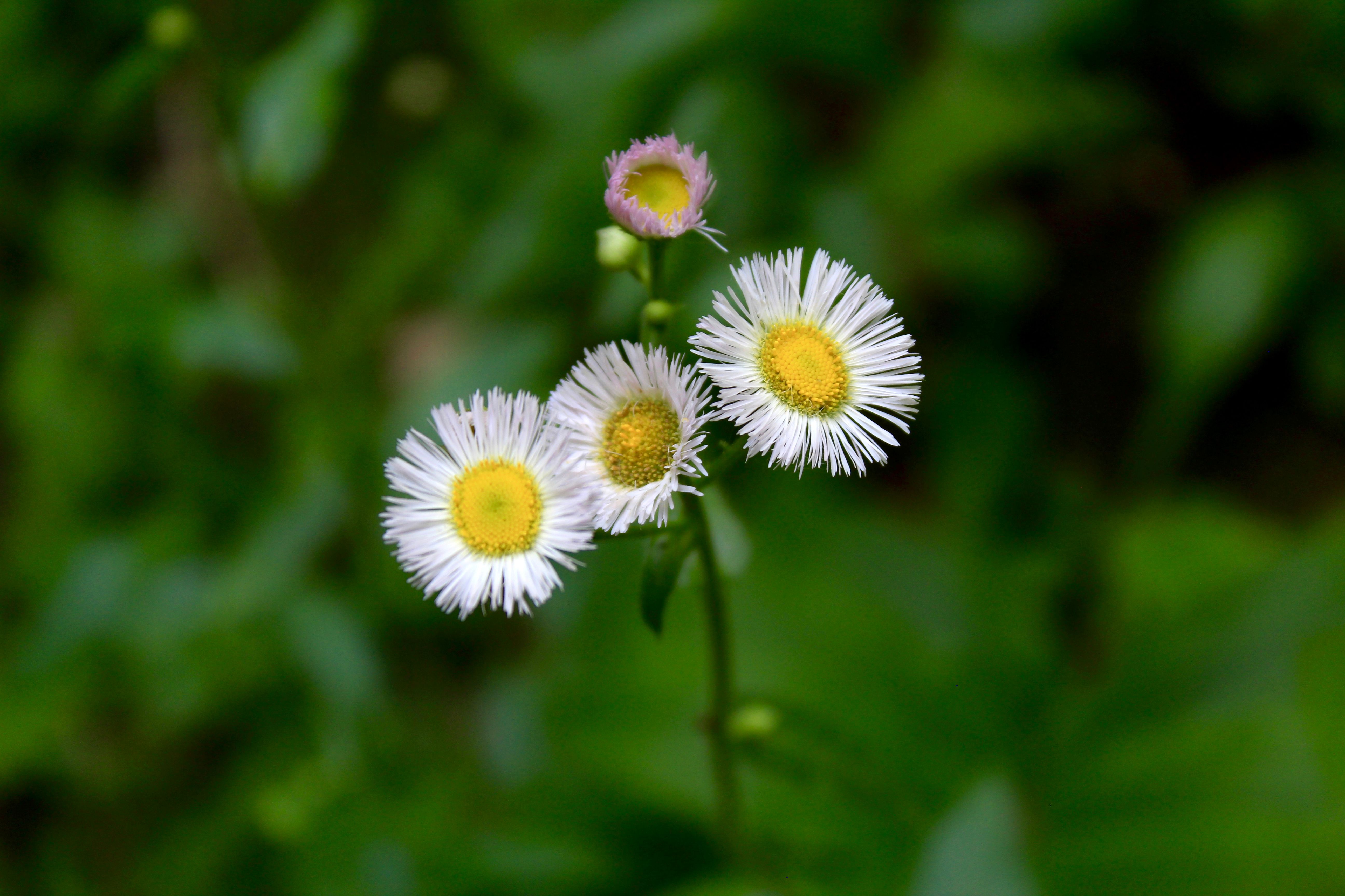 A3 White Backgrounds Photos, Download The BEST Free A3 White ...