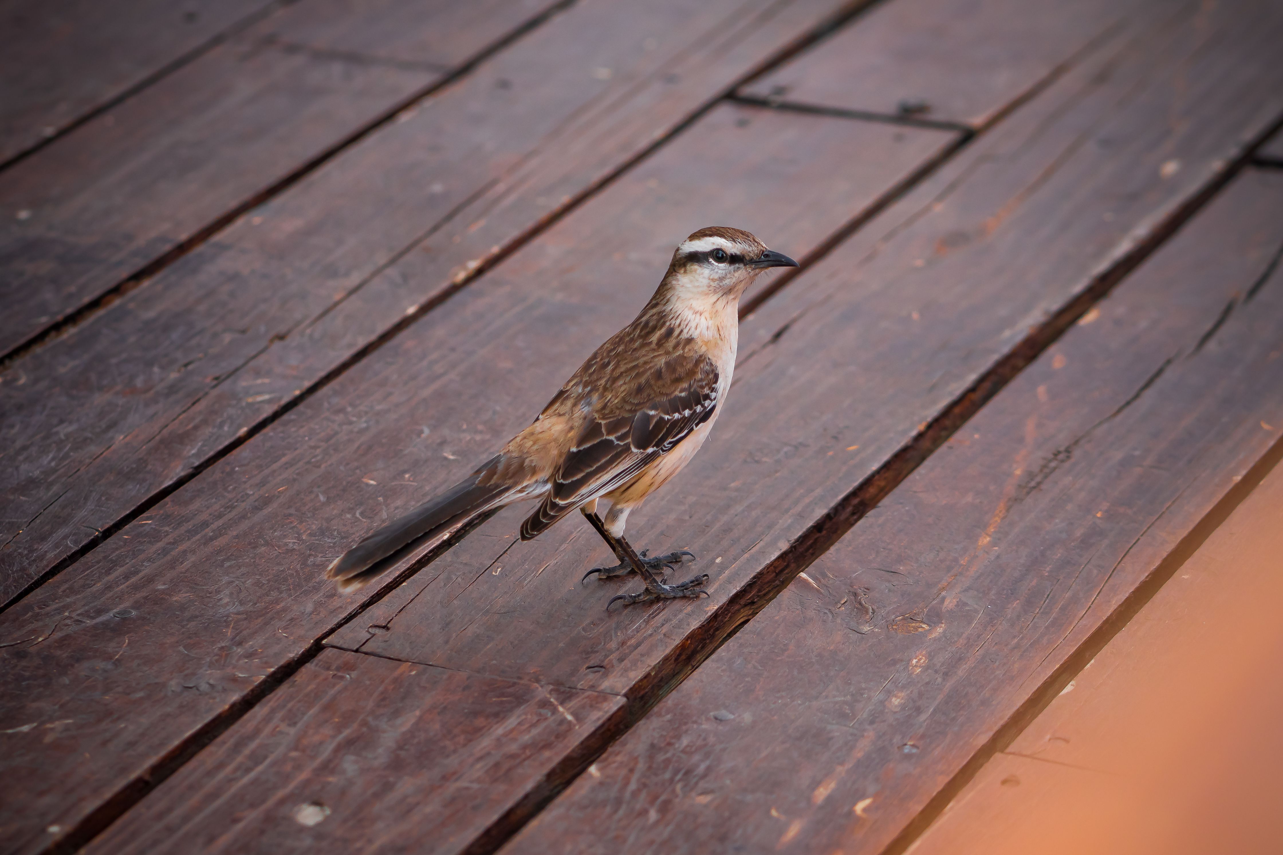 Foto de stock gratuita sobre afraid, al aire libre, animal, aviar, beak ...