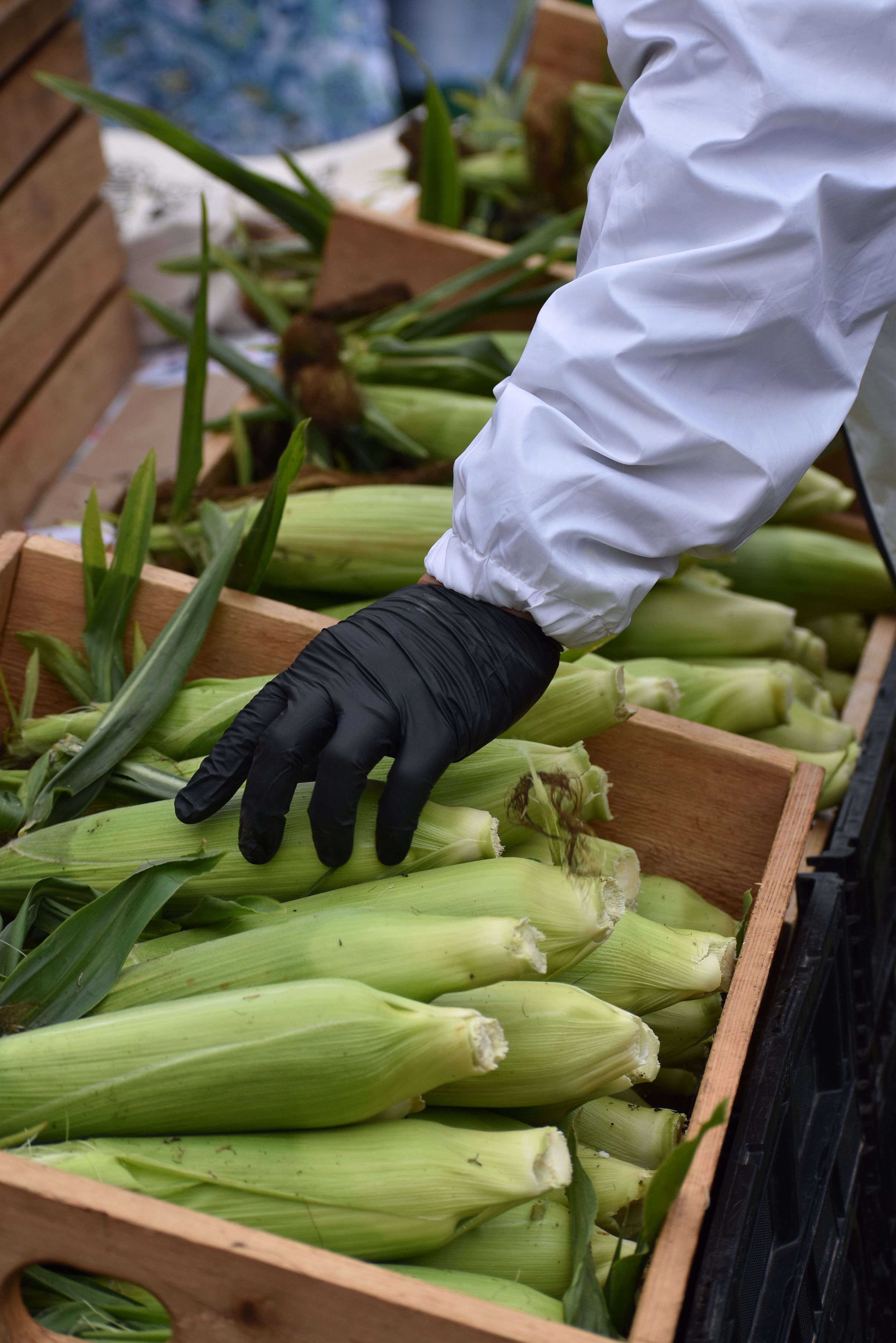 Hand in Glove Holding Corn in Box on Street Market · Free Stock Photo