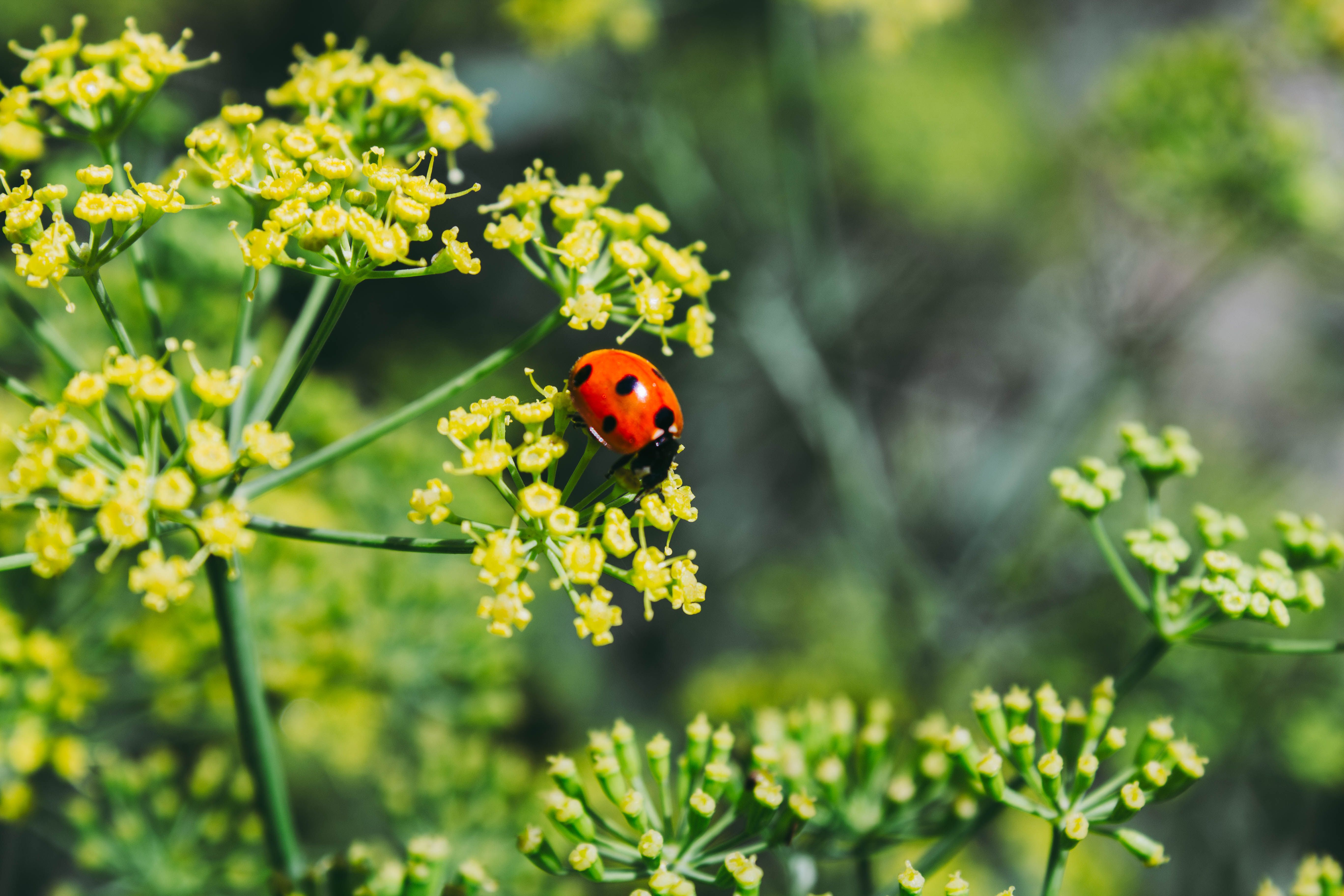 Ladybug Sitting on Fennel Plant · Free Stock Photo