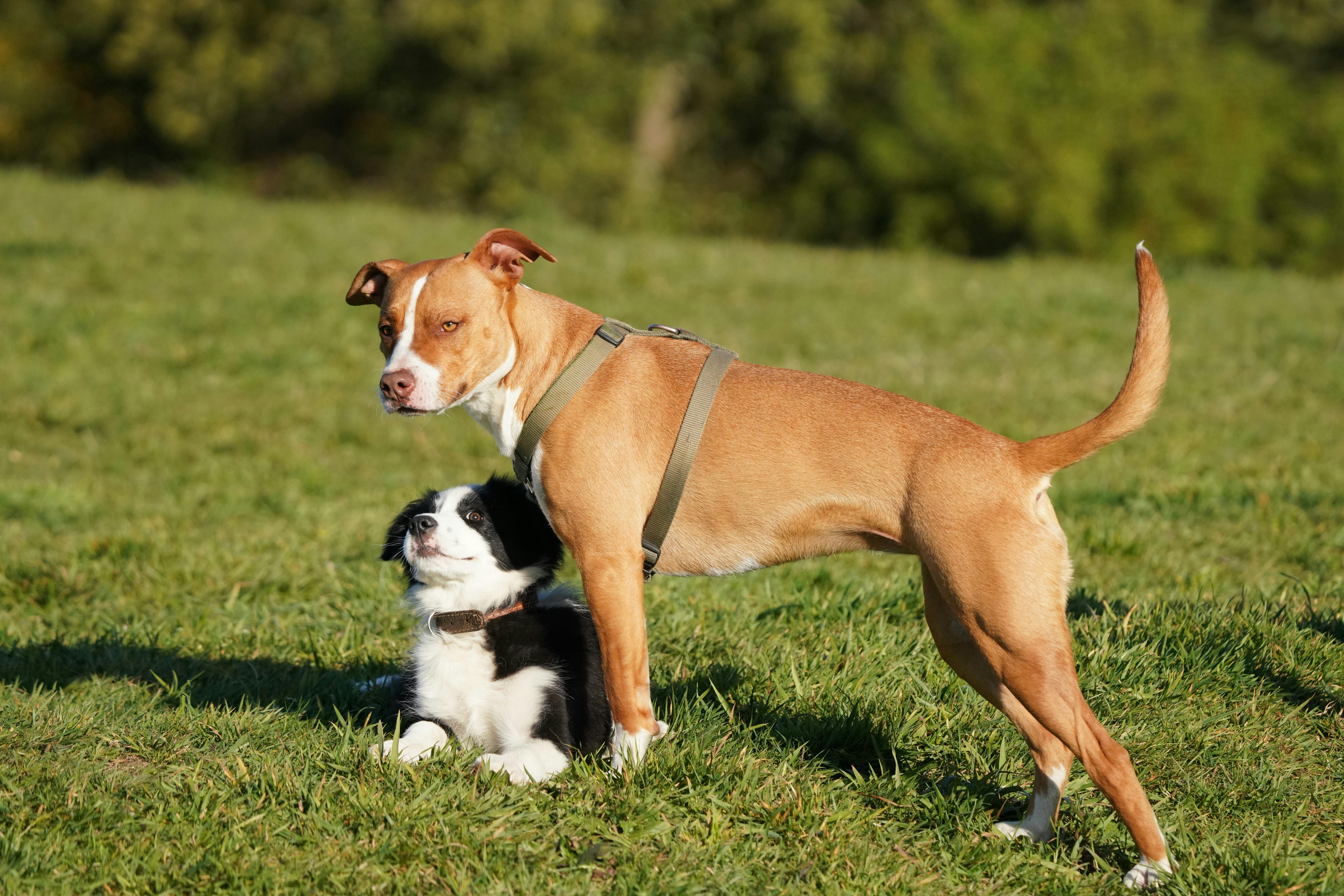 American Pit Bull Terrier Standing Over a Border Collie Lying on the ...
