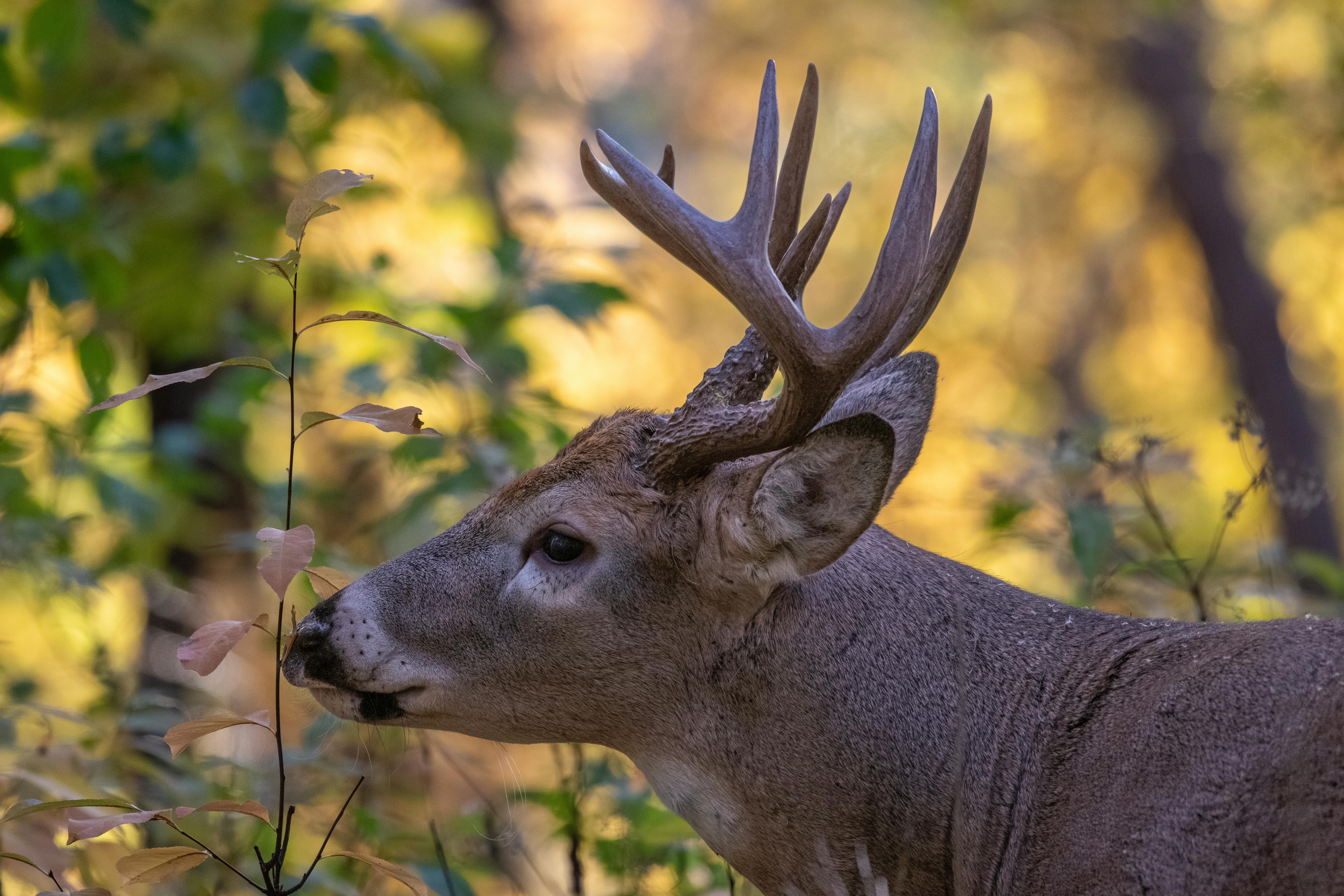 Selective Focus Photography of Brown Buck on Grass Field · Free Stock Photo