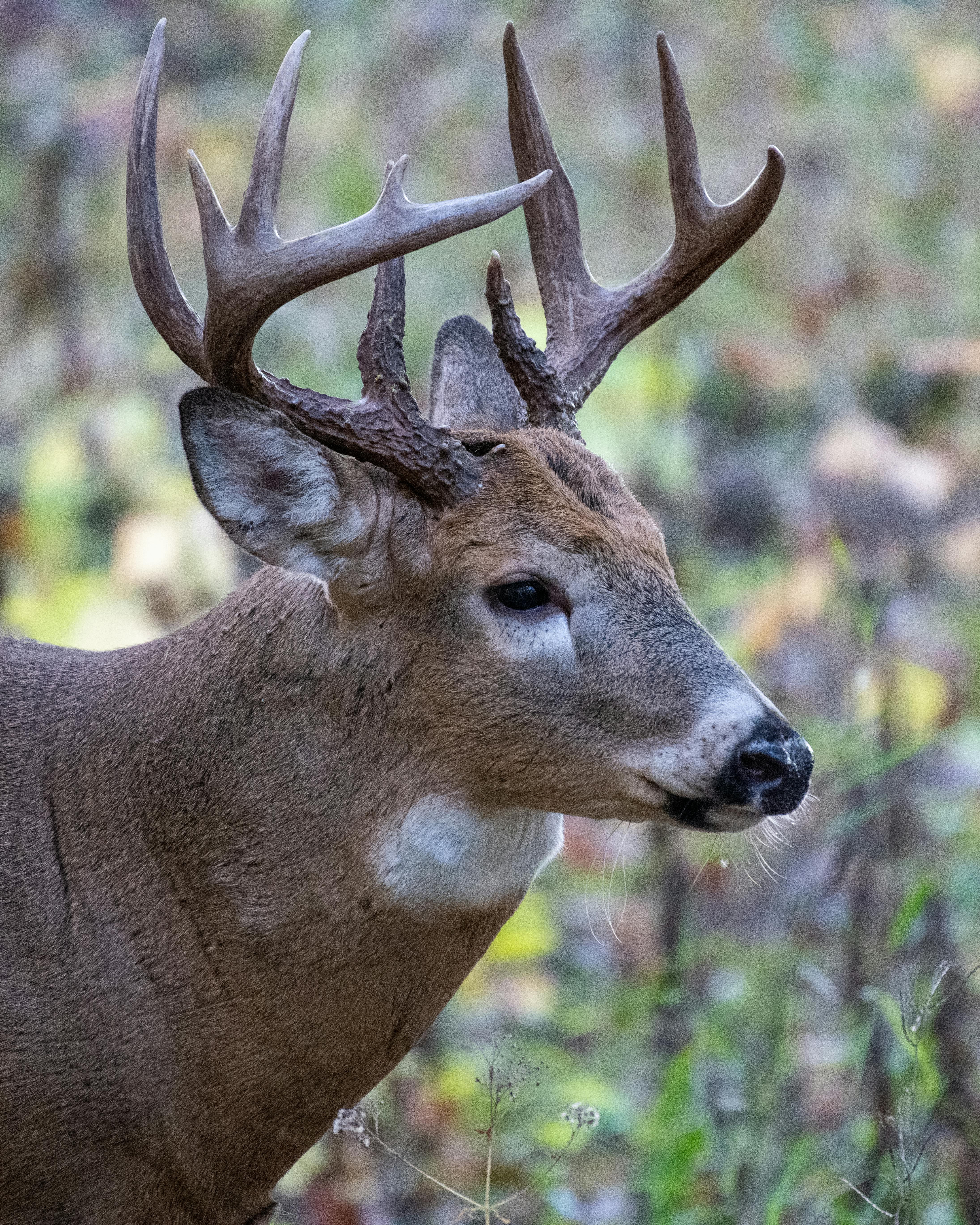 Selective Focus Photography of Brown Buck on Grass Field · Free Stock Photo