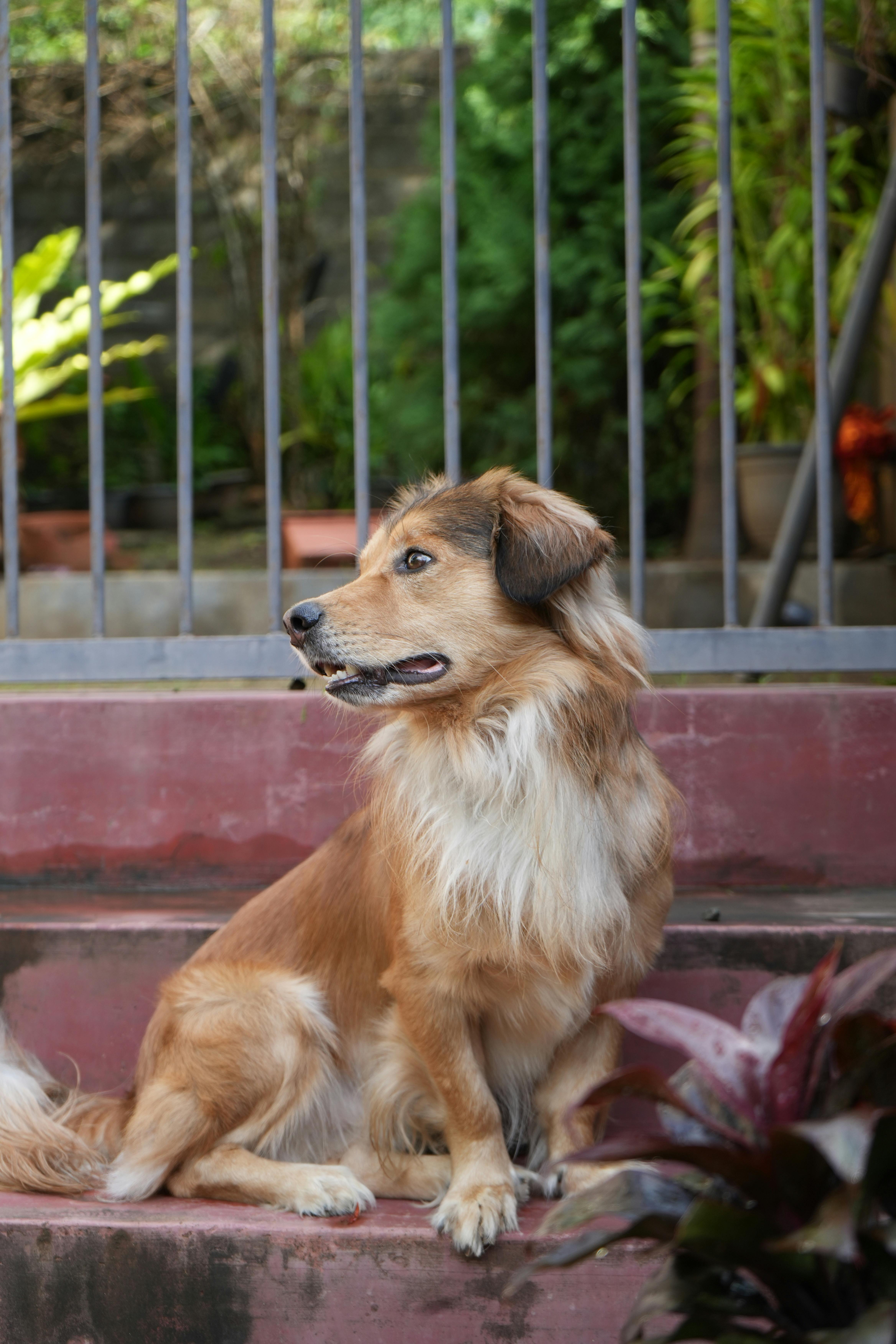 Typical Dog Breed Photos, Download The BEST Free Typical Dog Breed ...