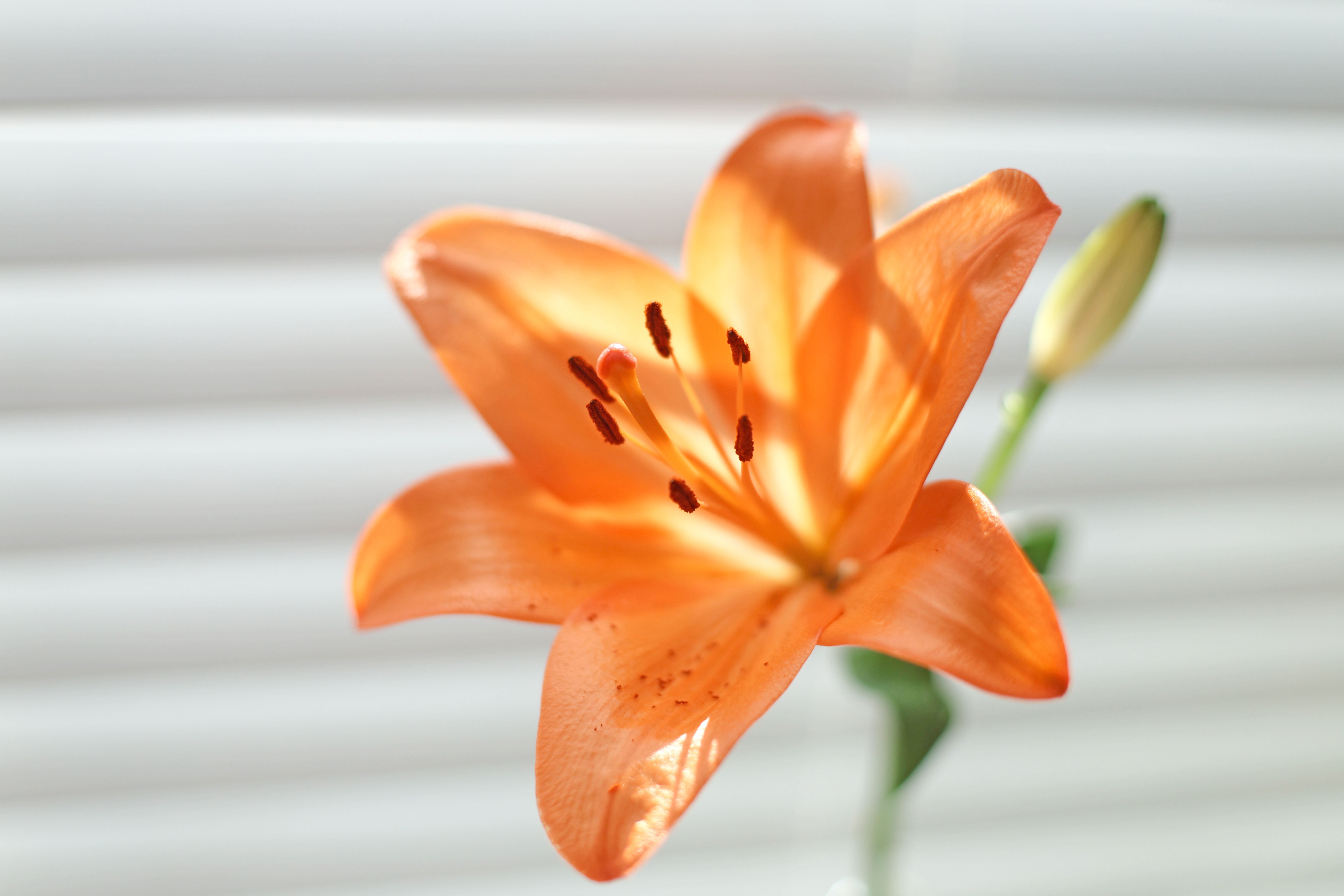 Orange Lily in Bloom · Free Stock Photo