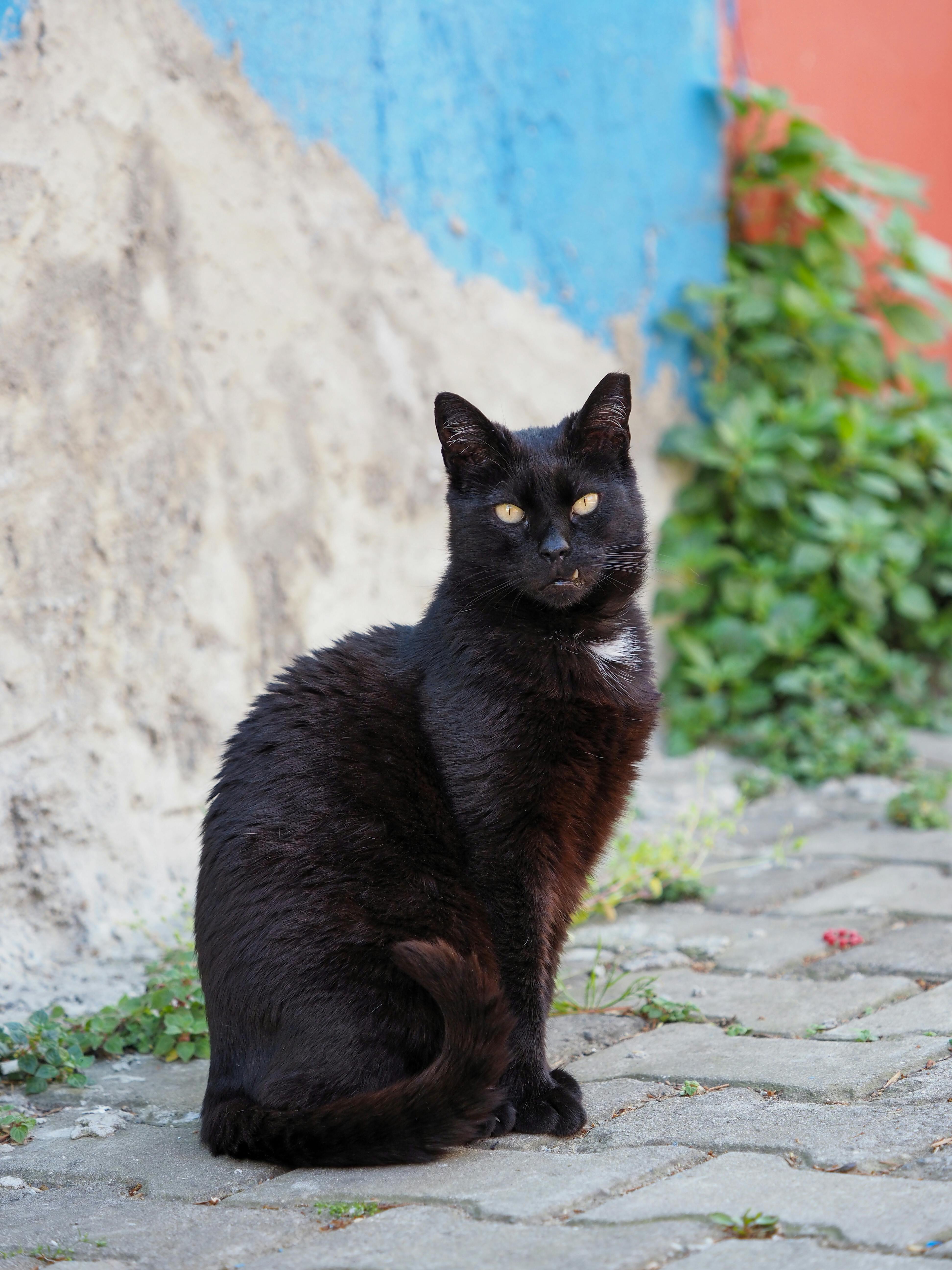 All Pets In One Photos, Download The BEST Free All Pets In One Stock ...