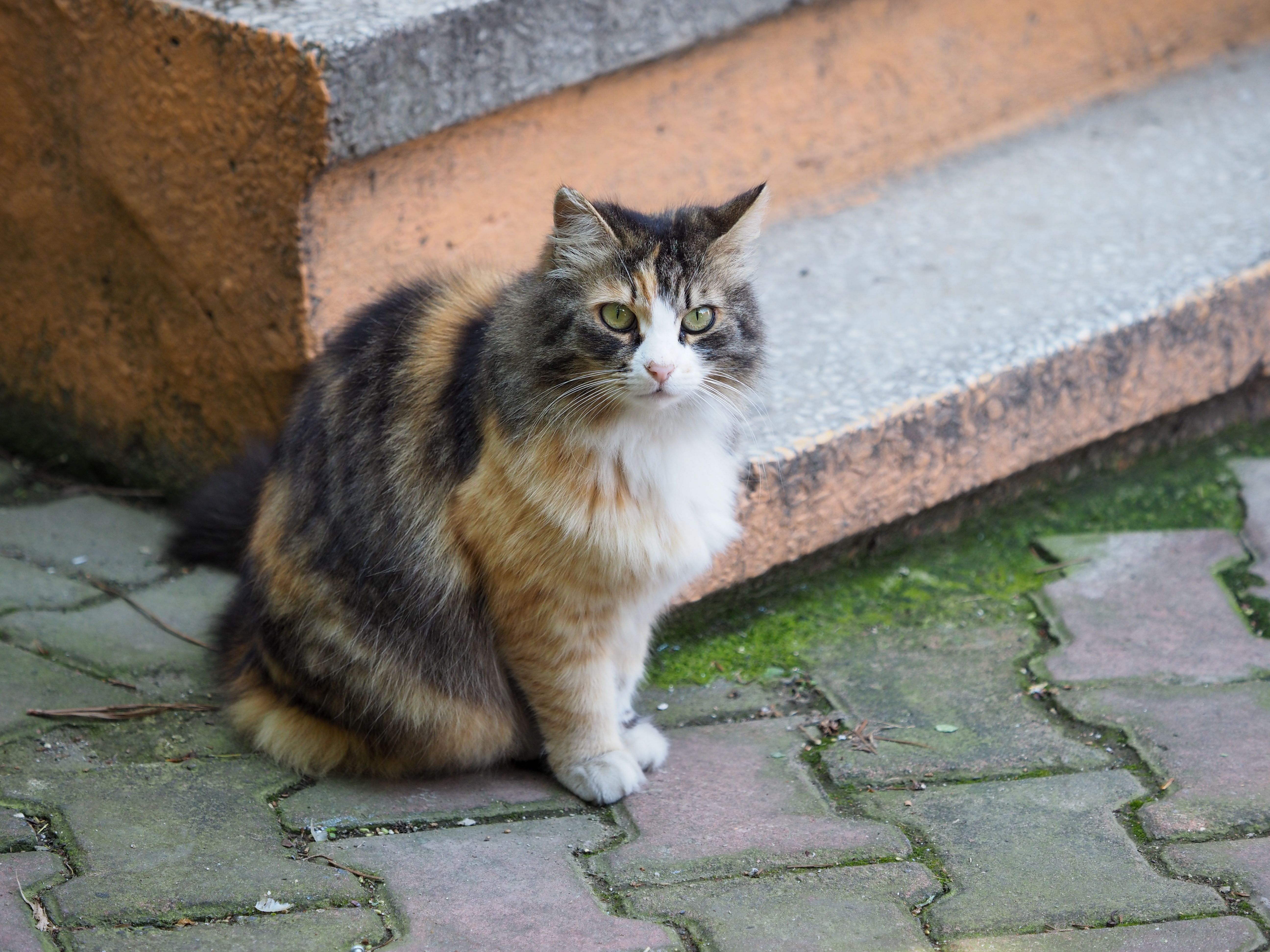 Brown Fluffy Cat Sitting Outdoors · Free Stock Photo